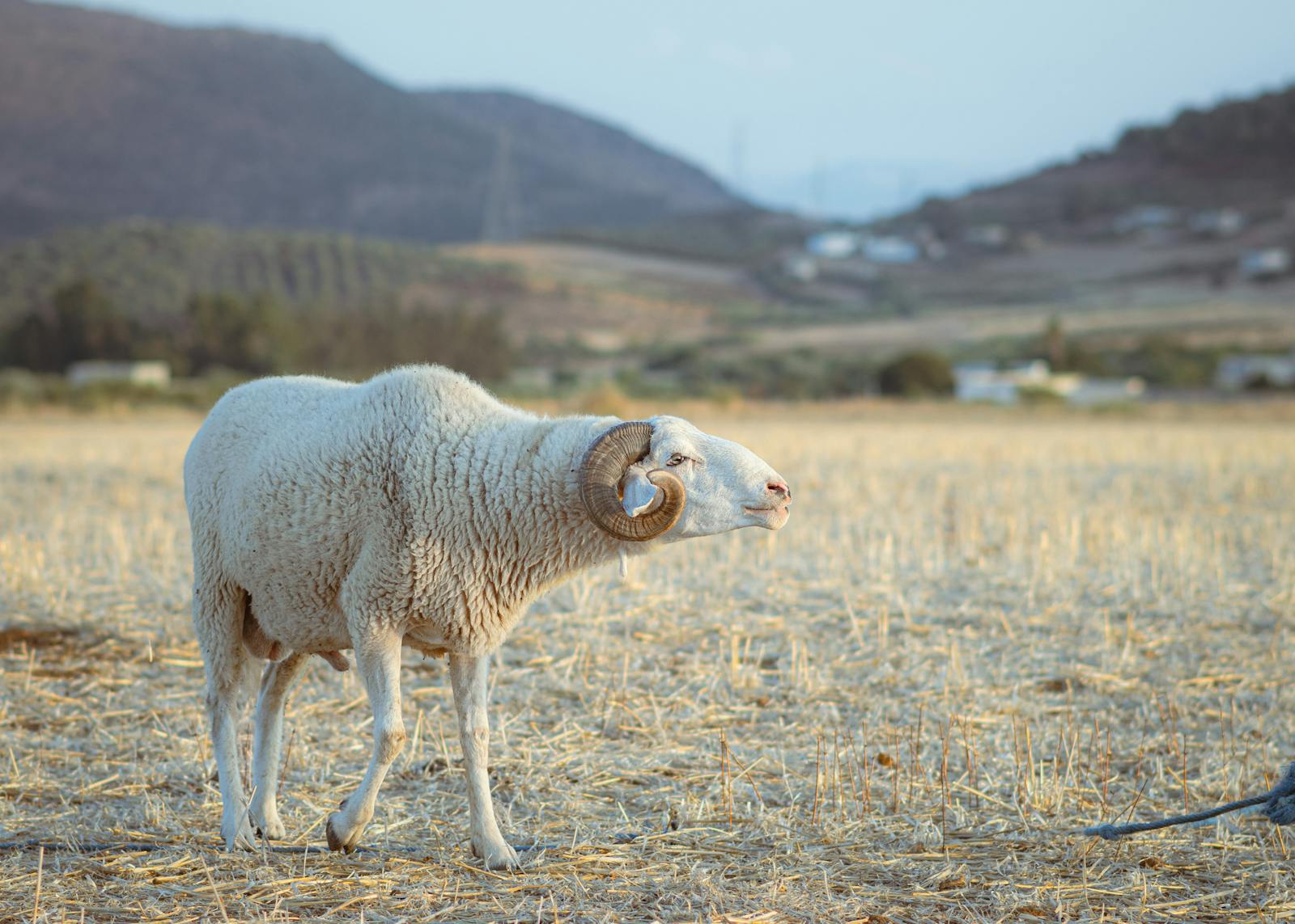 Ram Photos, Download The BEST Free Ram Stock Photos & HD Images