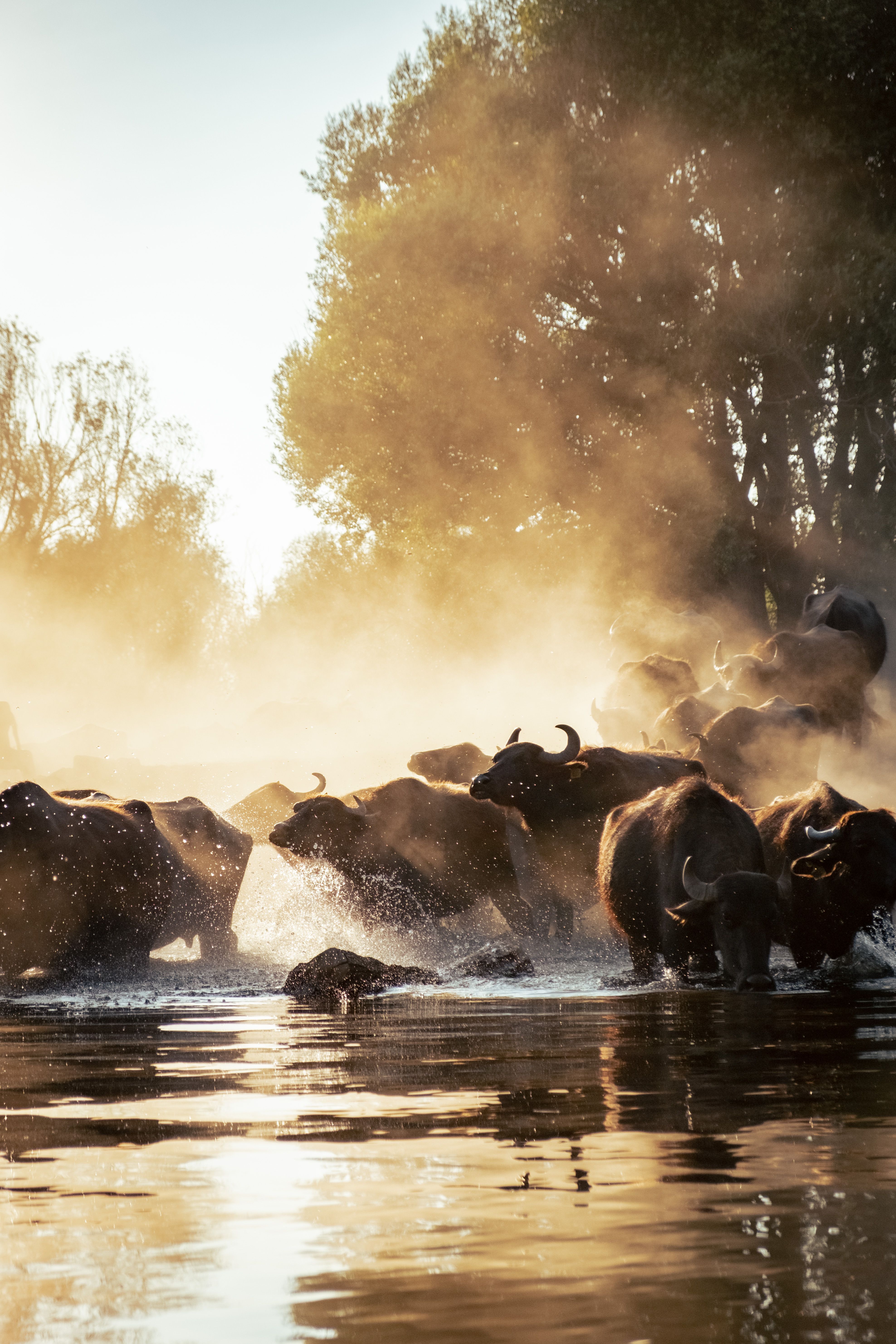 A herd of buffalo running through the water · Free Stock Photo