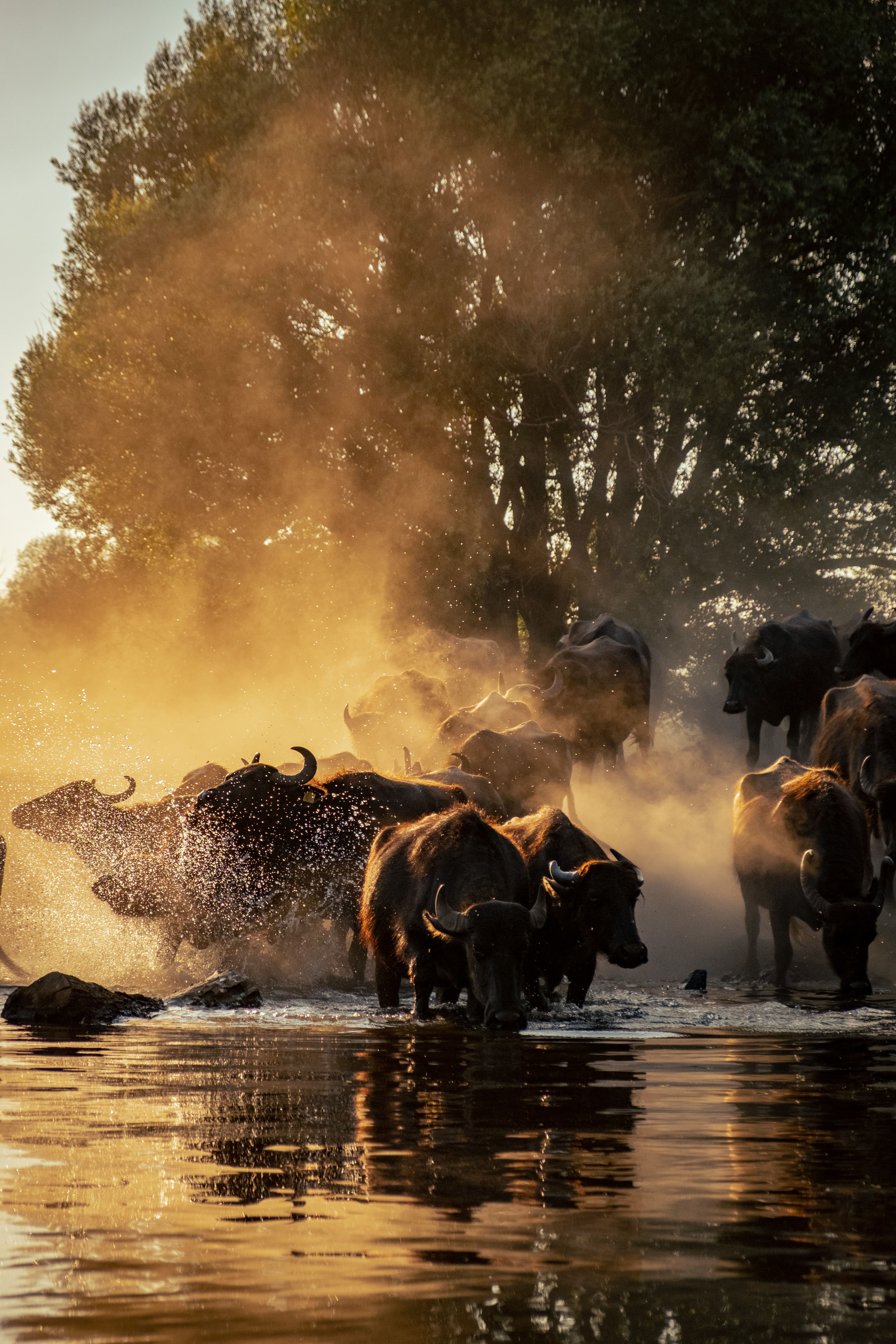 A herd of buffalo crossing a river in the sun · Free Stock Photo