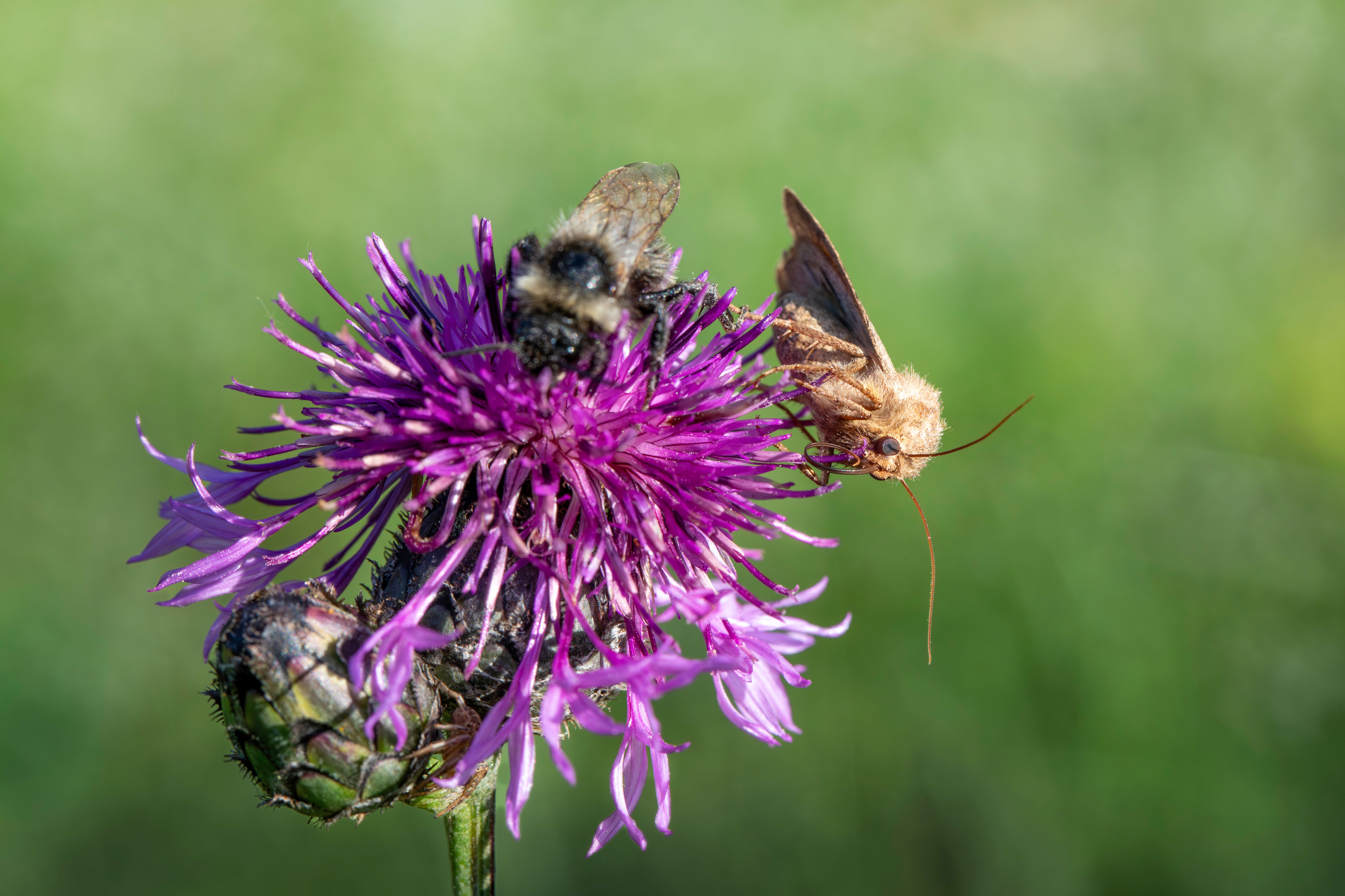 Close-up of Butterfly Pollinating Flower · Free Stock Photo
