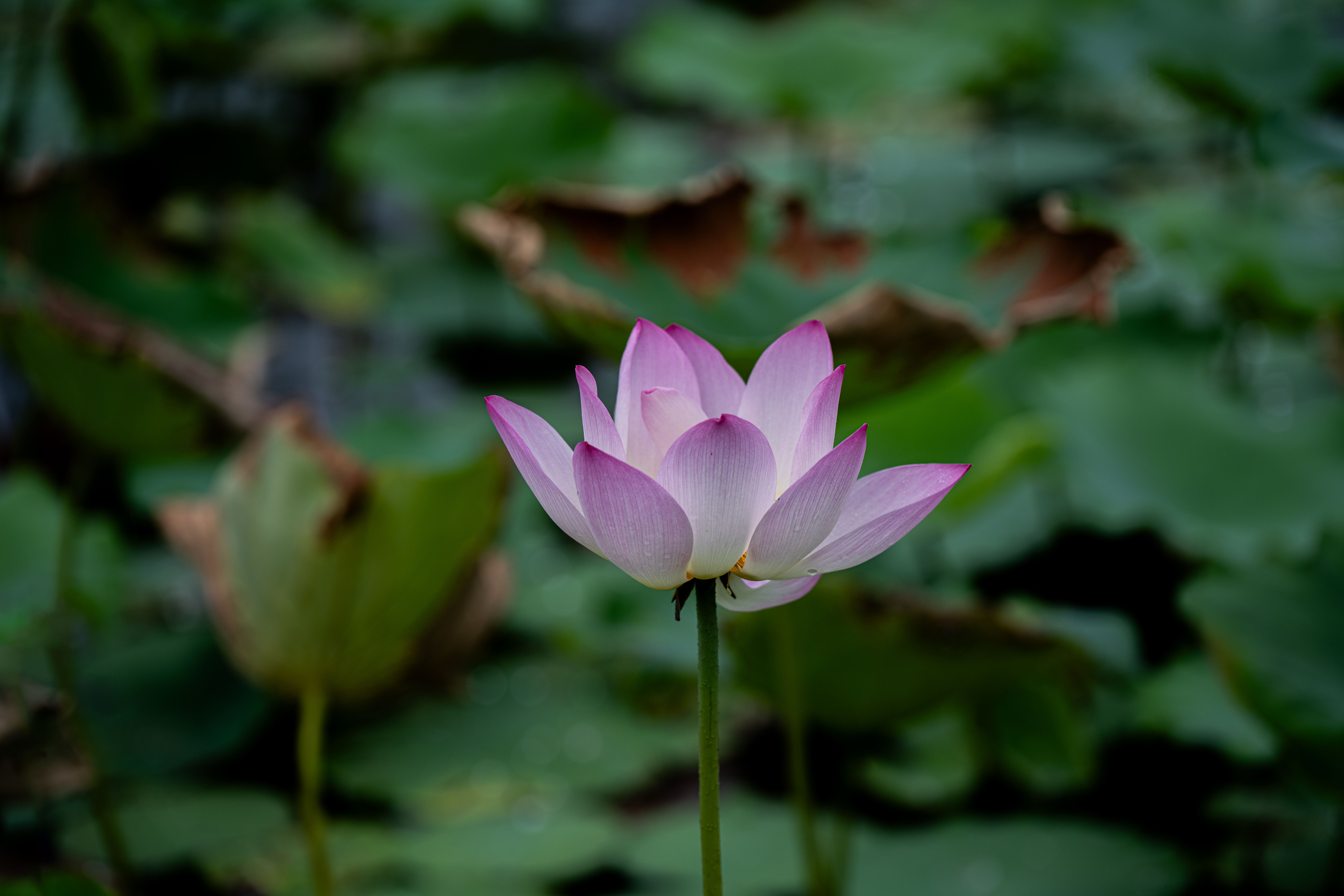 A single pink lotus flower in the middle of a pond · Free Stock Photo