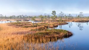Bog Photos, Download The BEST Free Bog Stock Photos & HD Images