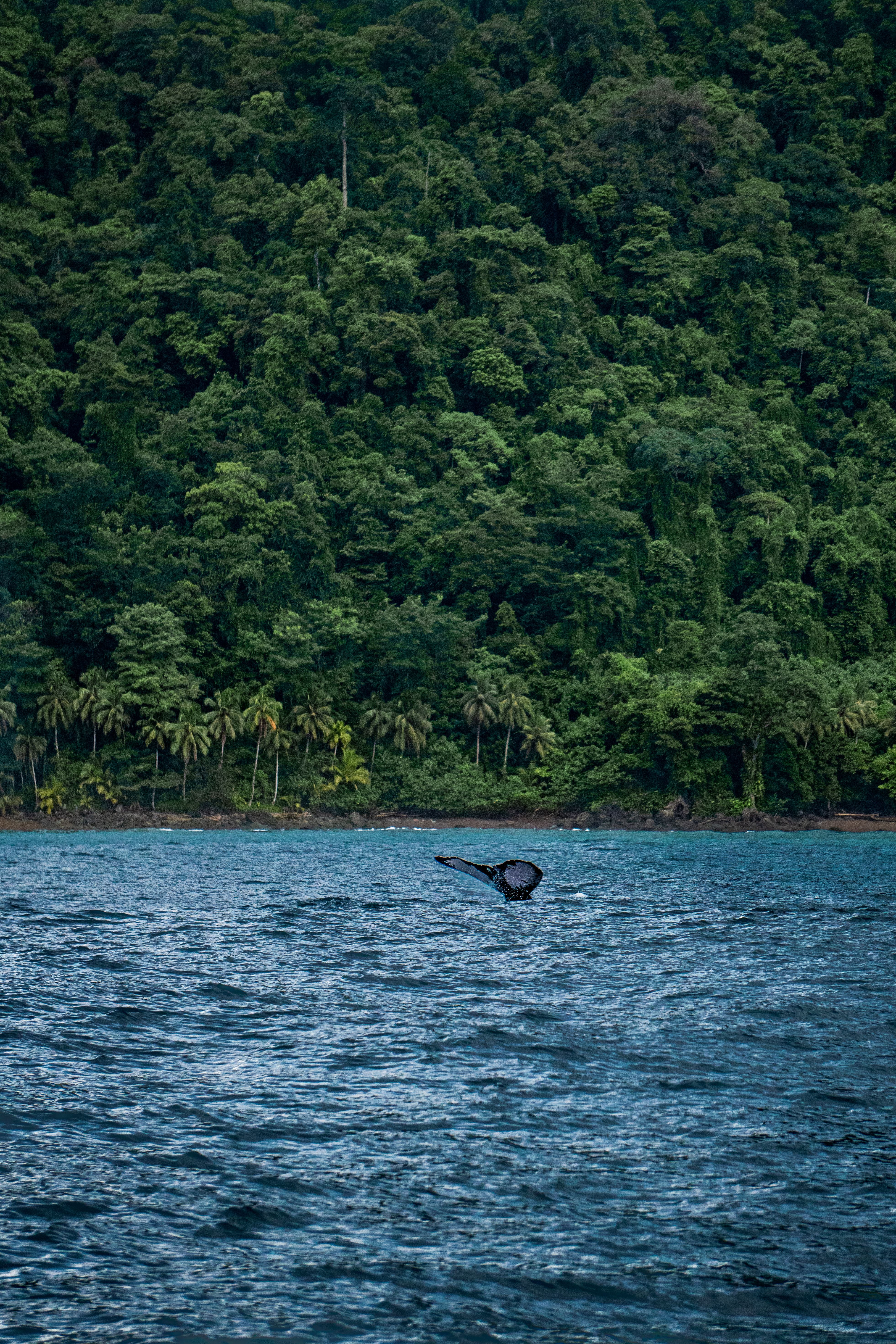 Photo gratuite de animal, arbres, aventure, baleine, balénoptères ...