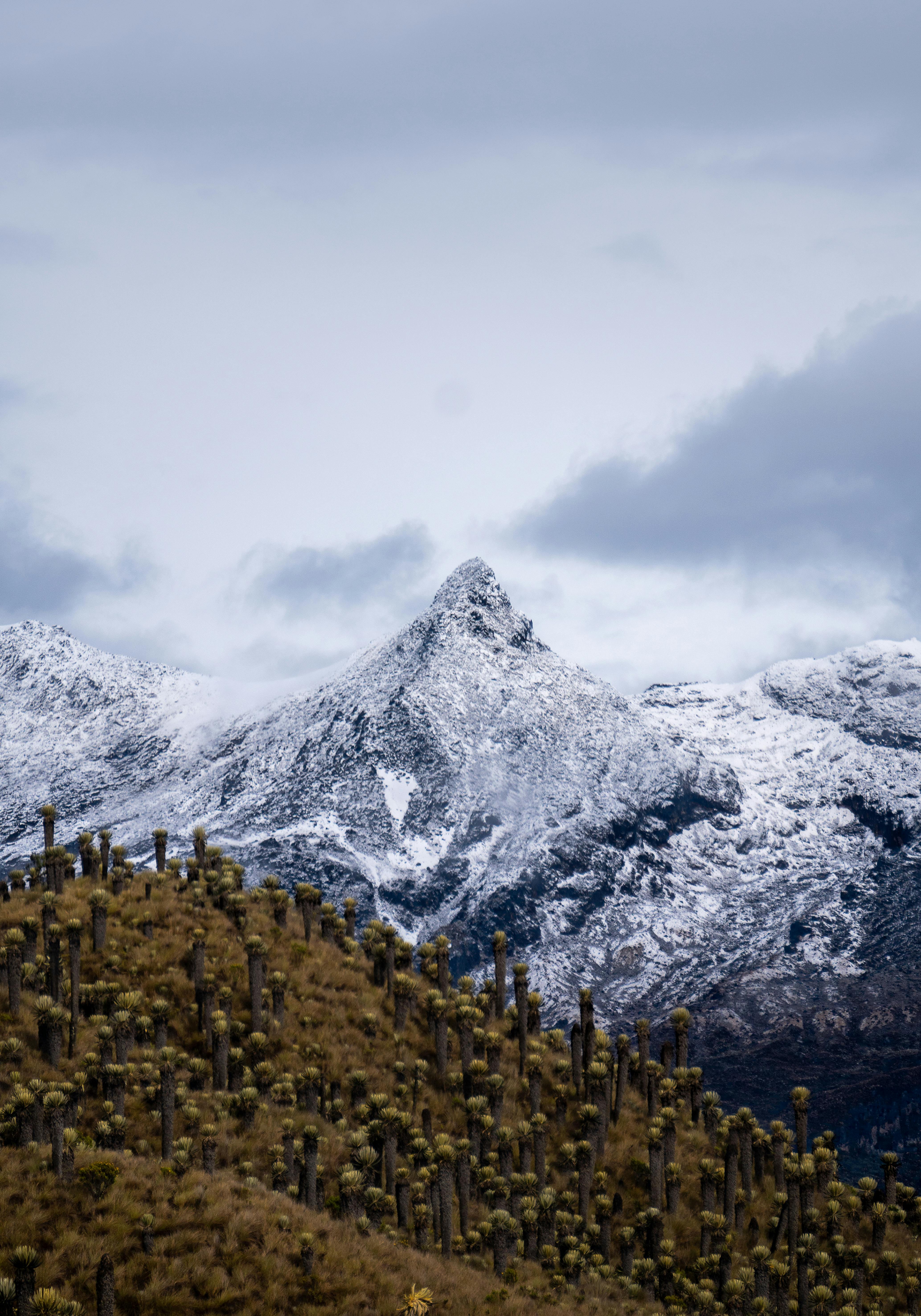 Paramo Colombia Photos, Download The BEST Free Paramo Colombia Stock ...