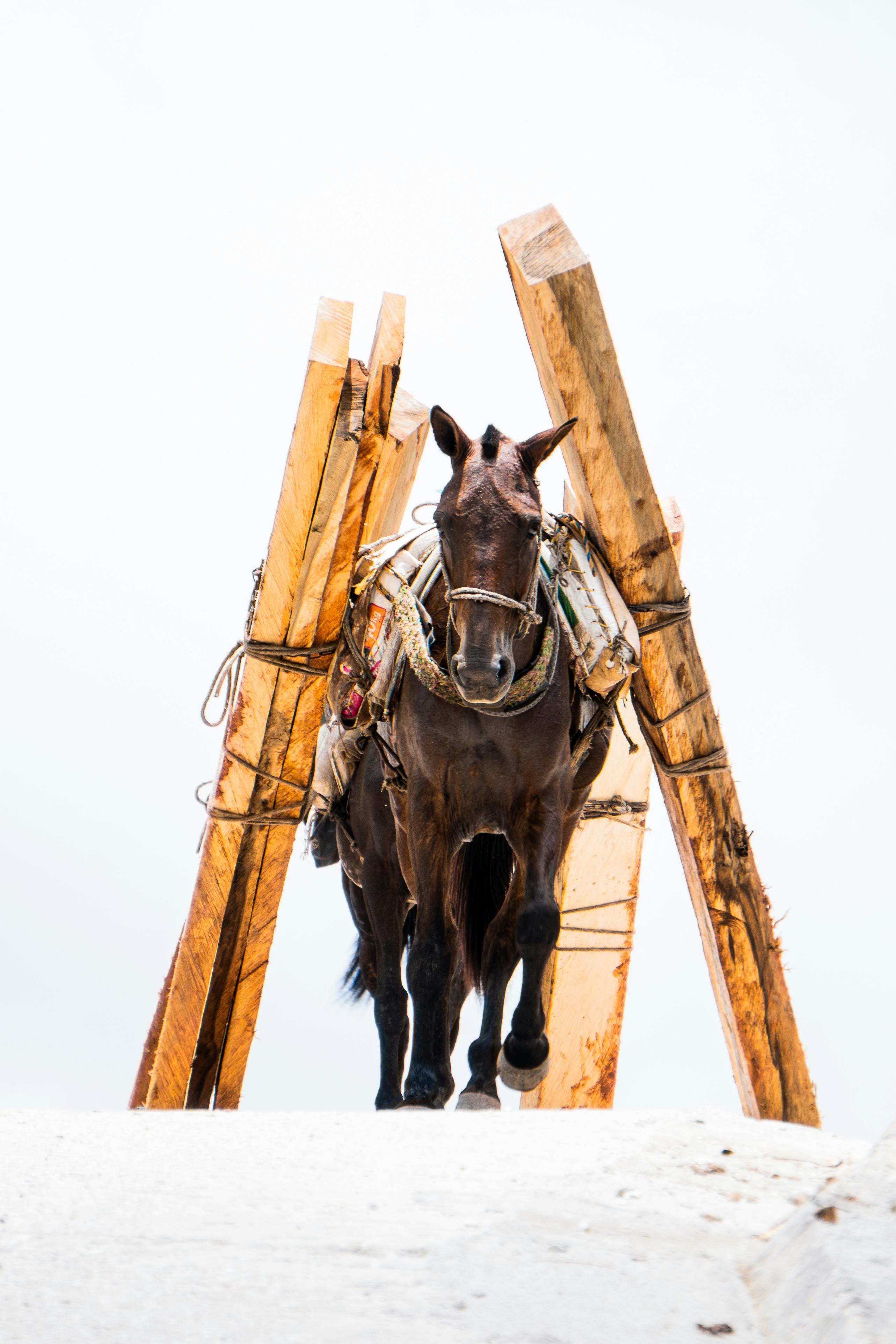 Foto profissional gratuita de agricultura, américa do sul, andes do ...