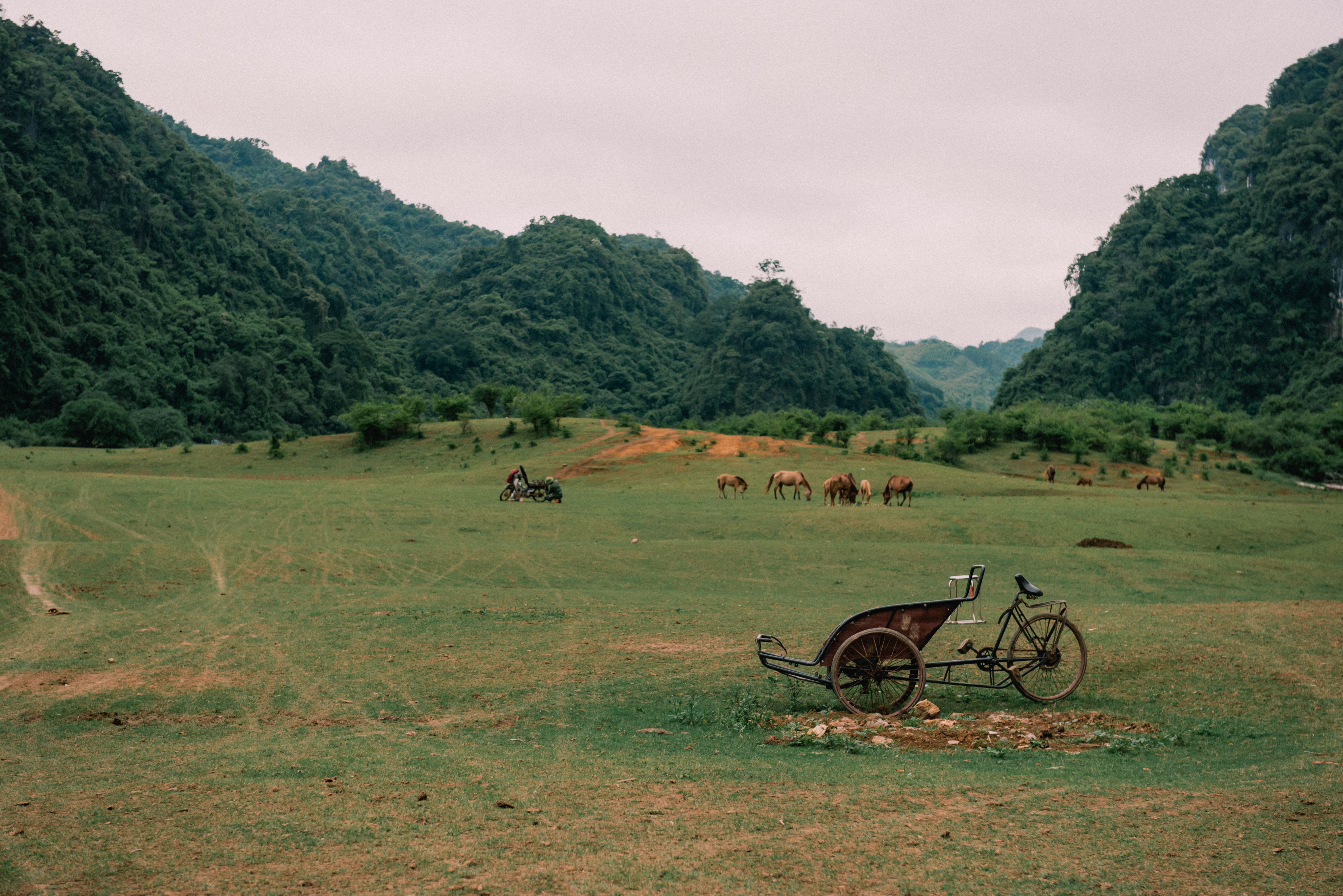 A bicycle and a cart in a field with cows · Free Stock Photo