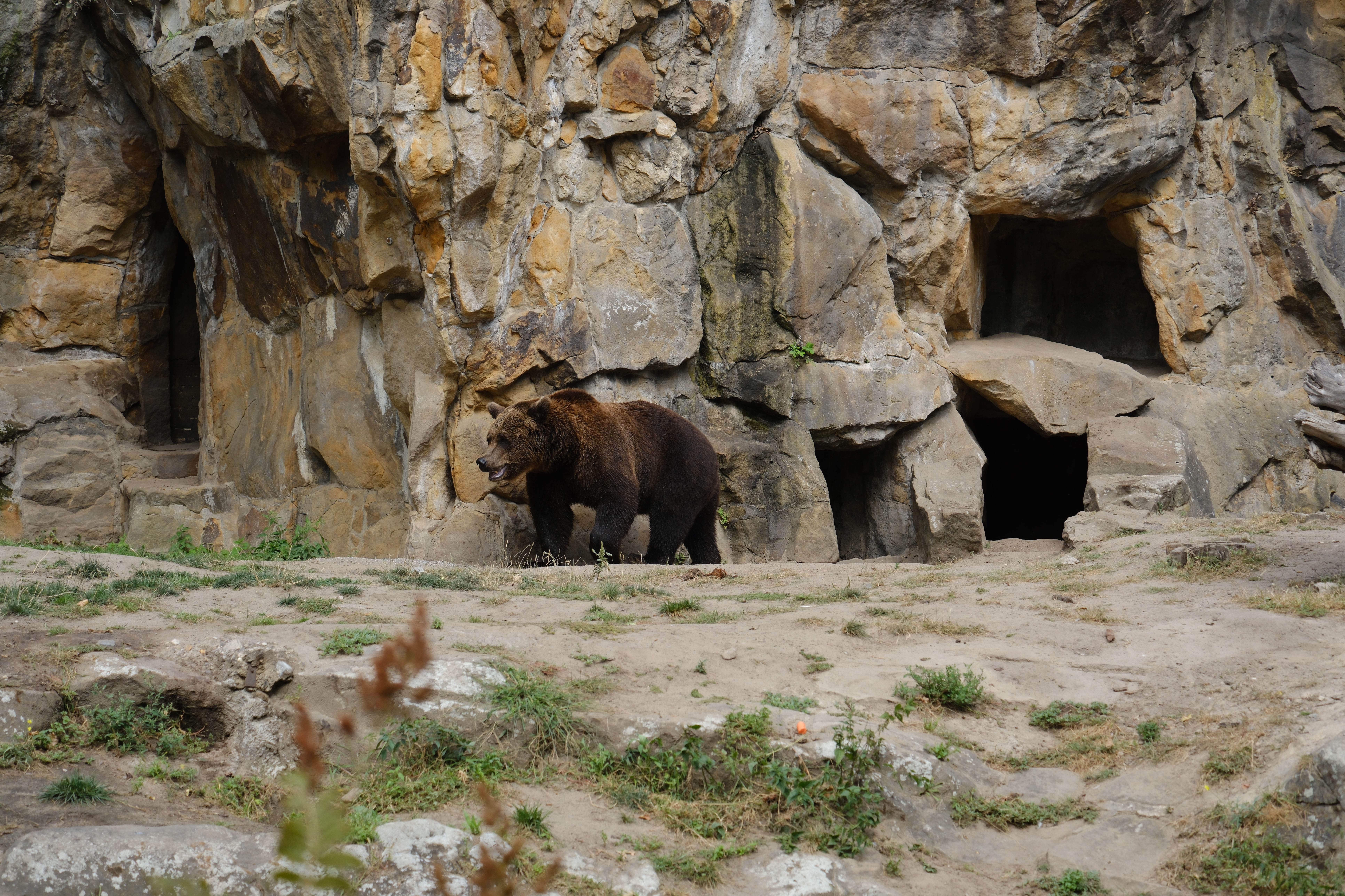 A brown bear walking through a rocky area · Free Stock Photo