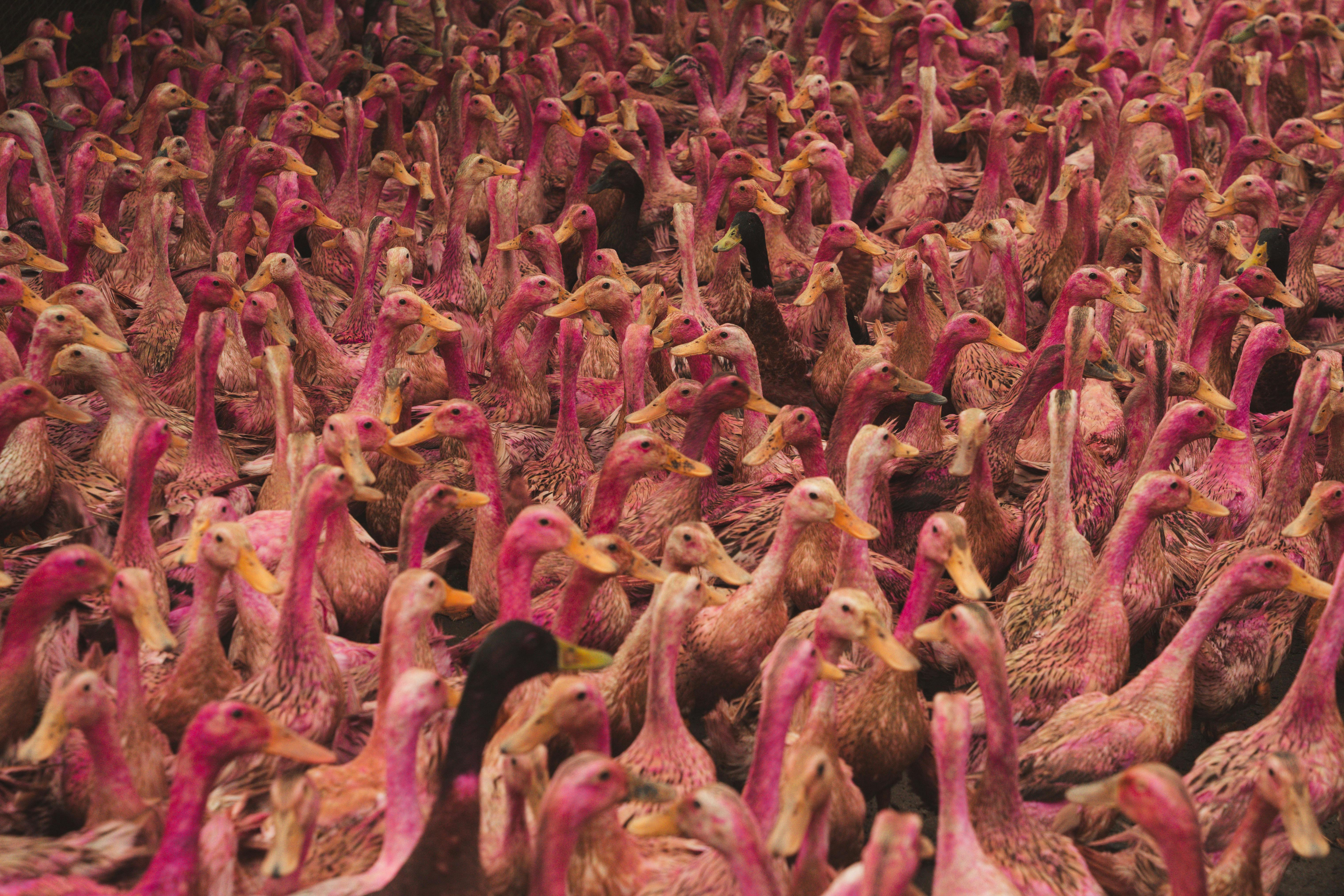 Mass Of Ducks Photos, Download The BEST Free Mass Of Ducks Stock Photos ...