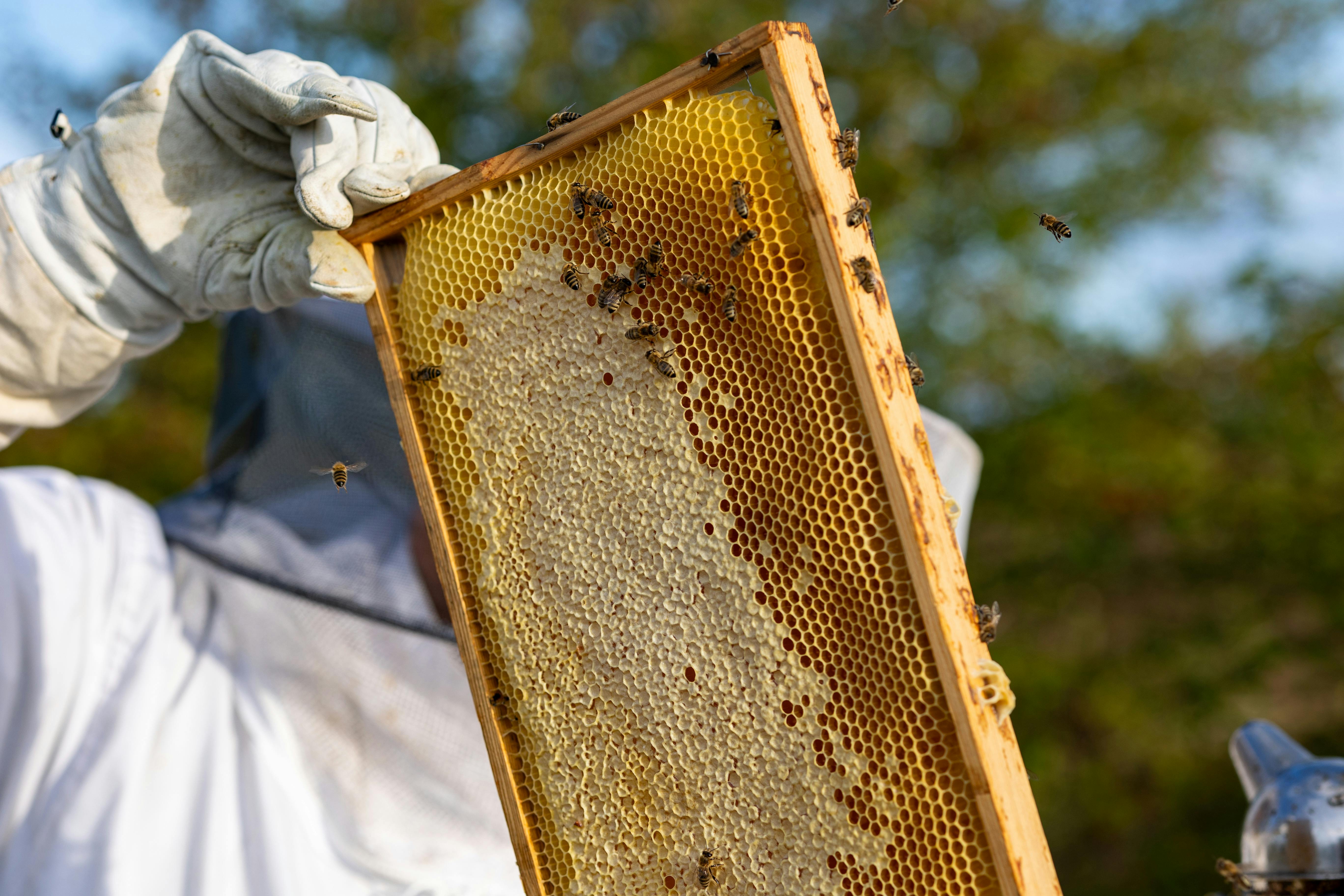 Photo gratuite de abeille, alvéole, apiculture, cire, cire d'abeille ...