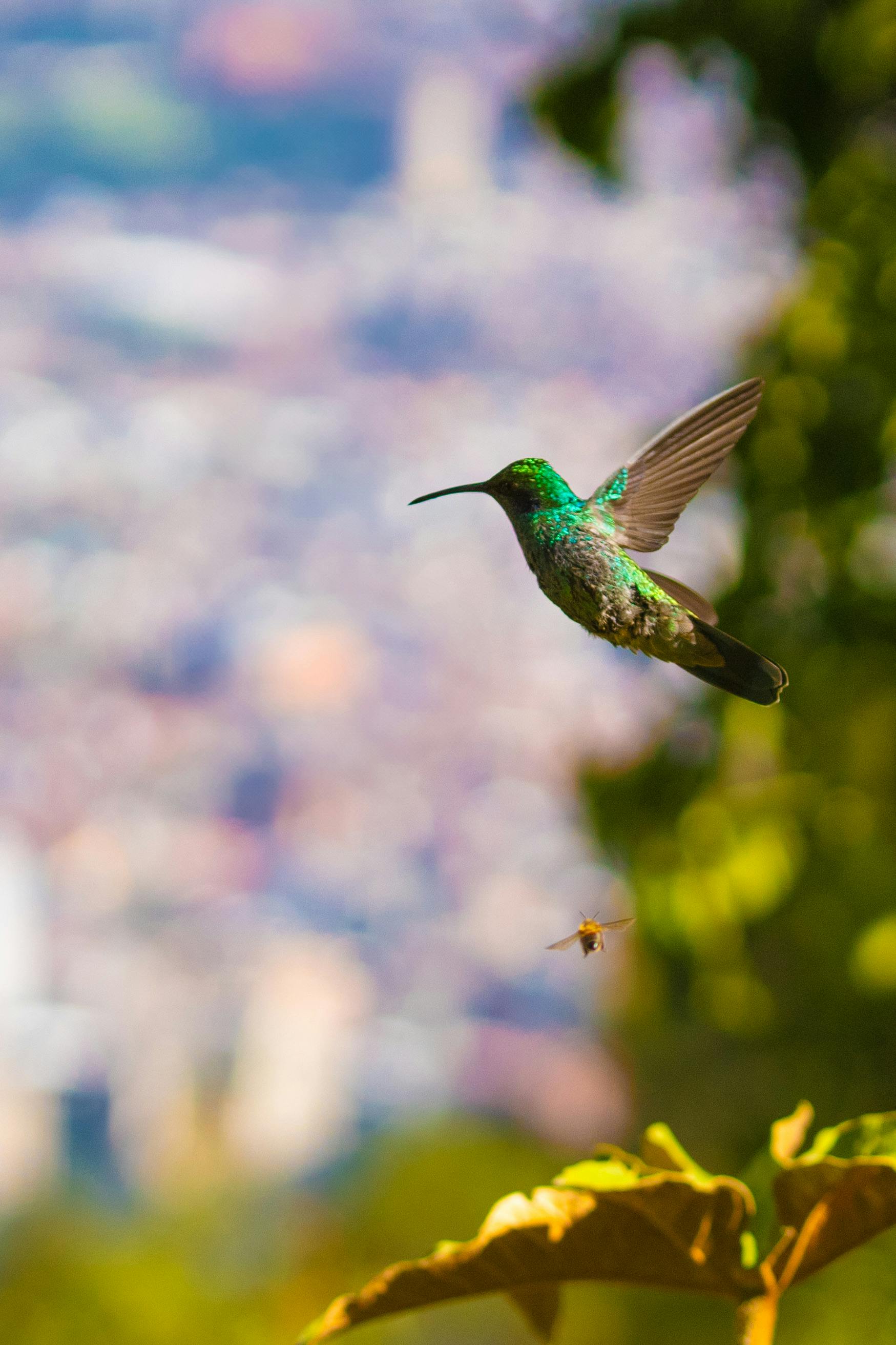 Foto de stock gratuita sobre al aire libre, alas, alas de colibrí ...