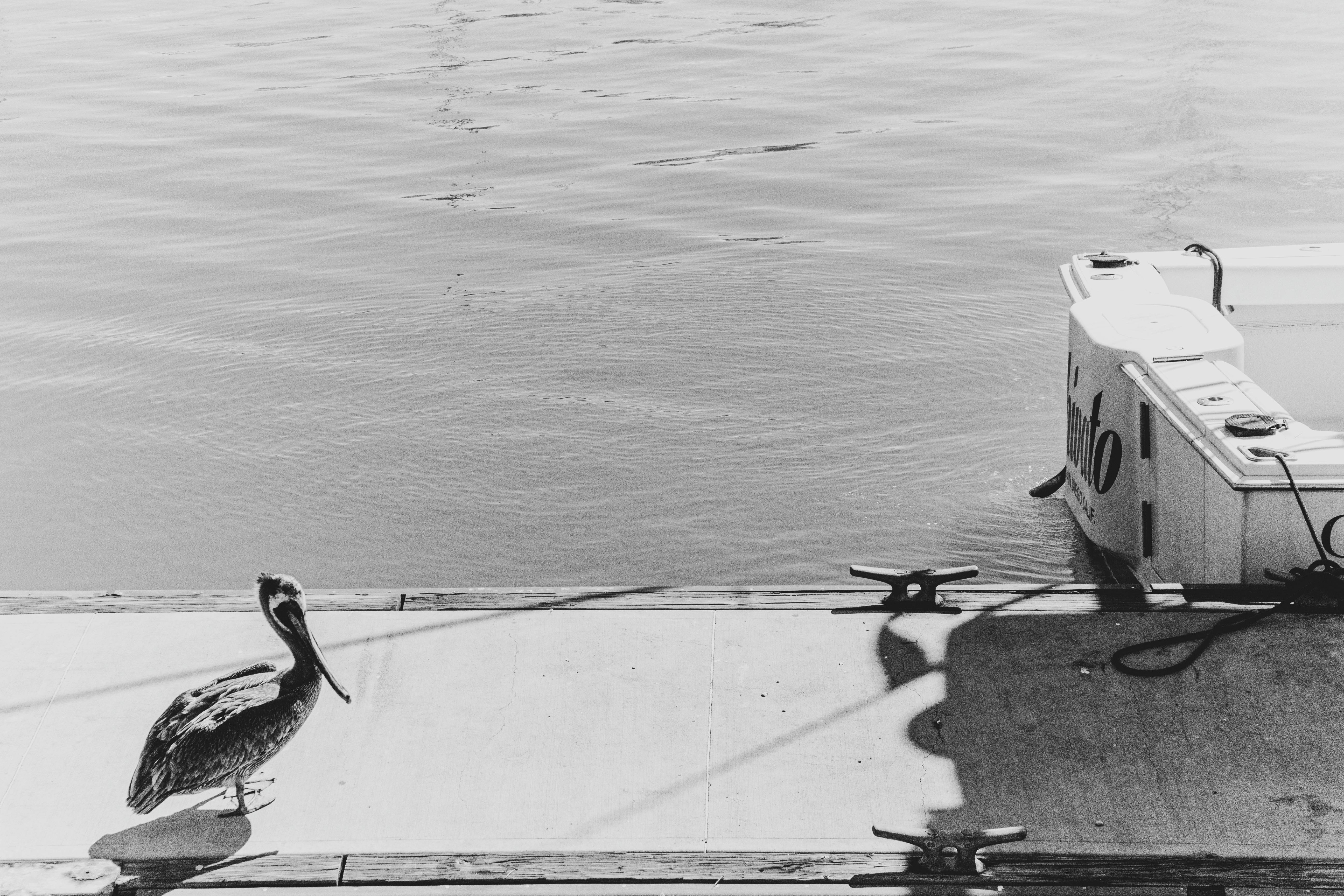 Cabo San Lucas Bridge Photos, Download The BEST Free Cabo San Lucas ...