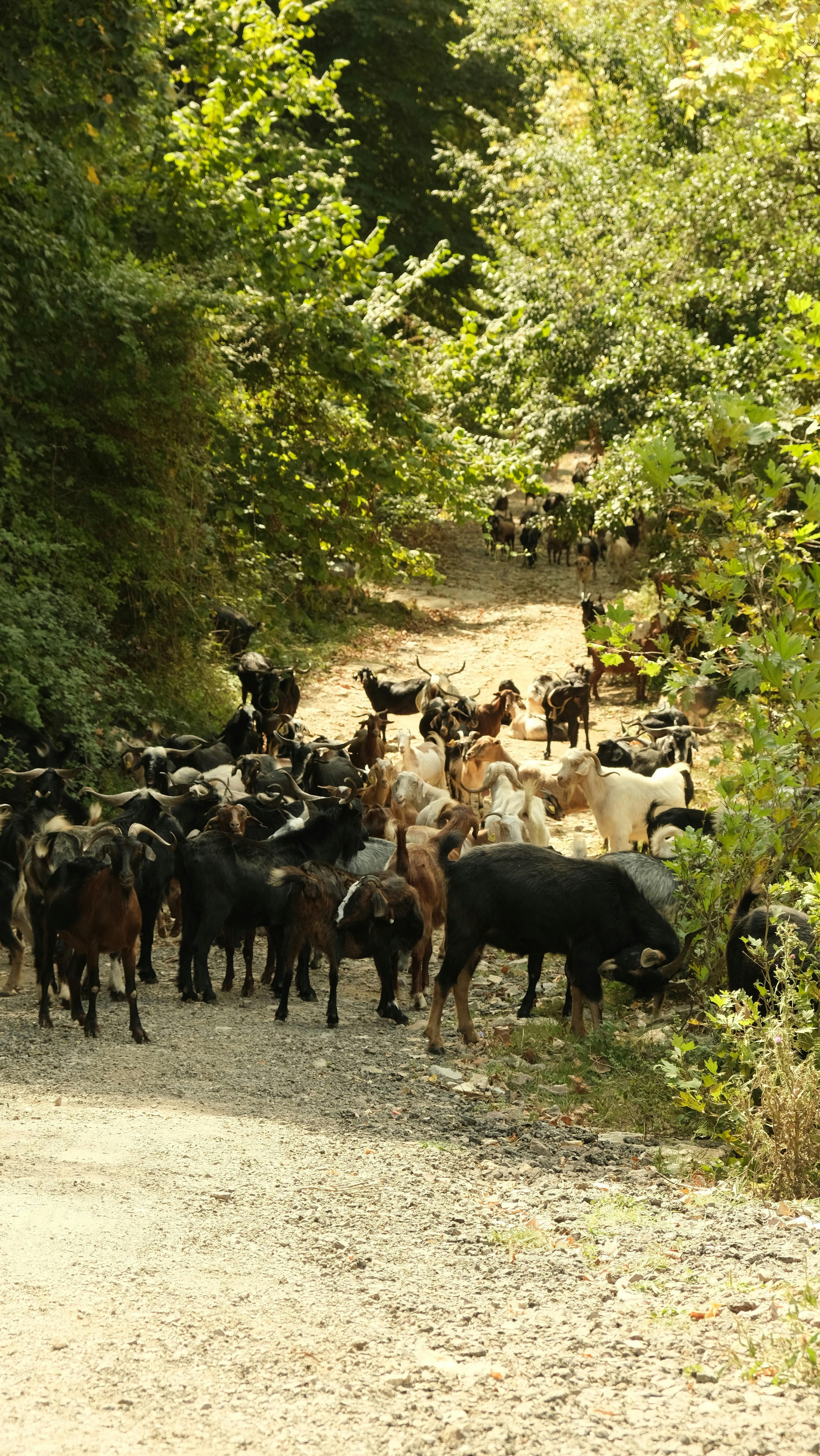 Cows And Goat Photos, Download The BEST Free Cows And Goat Stock Photos ...