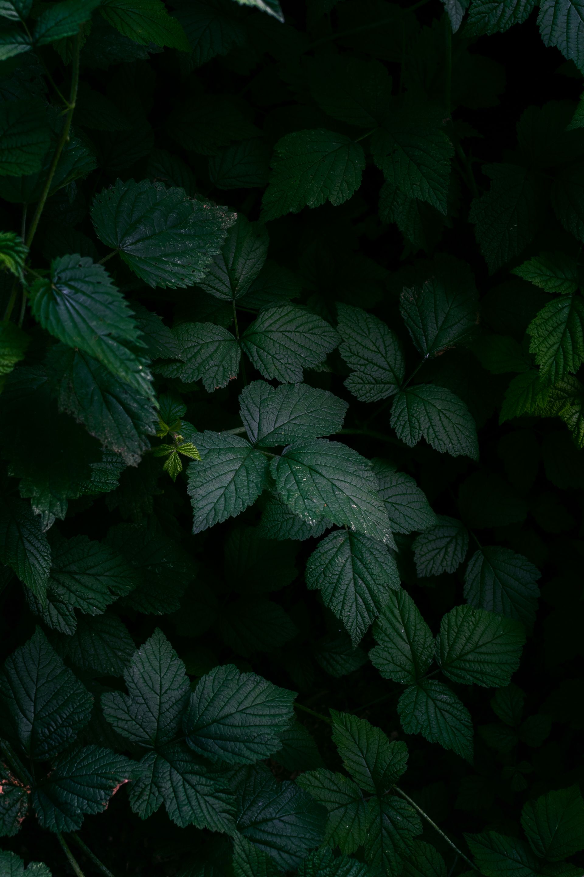 A dark green plant with leaves and green leaves · Free Stock Photo