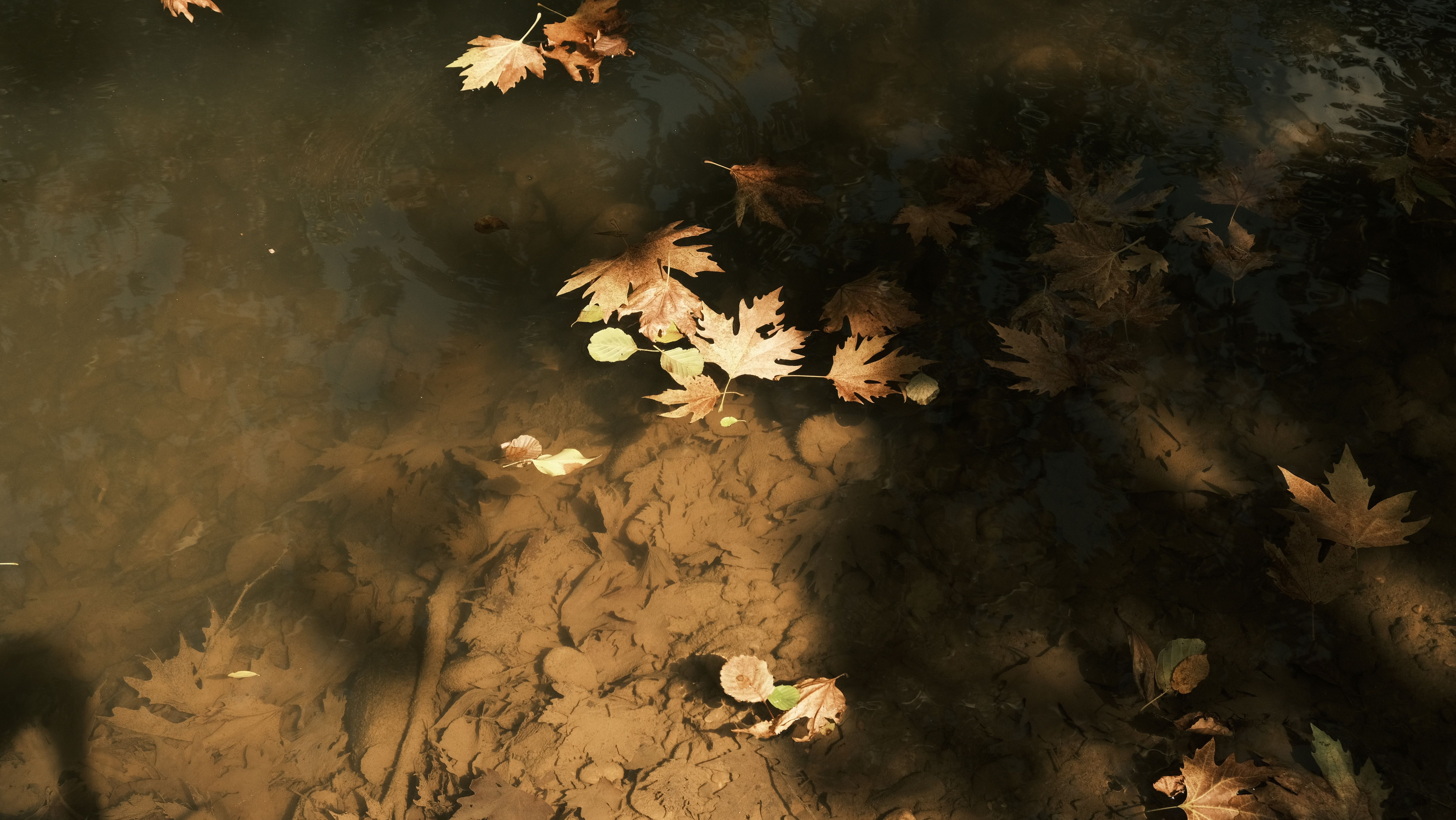Leaves floating in water in a forest · Free Stock Photo