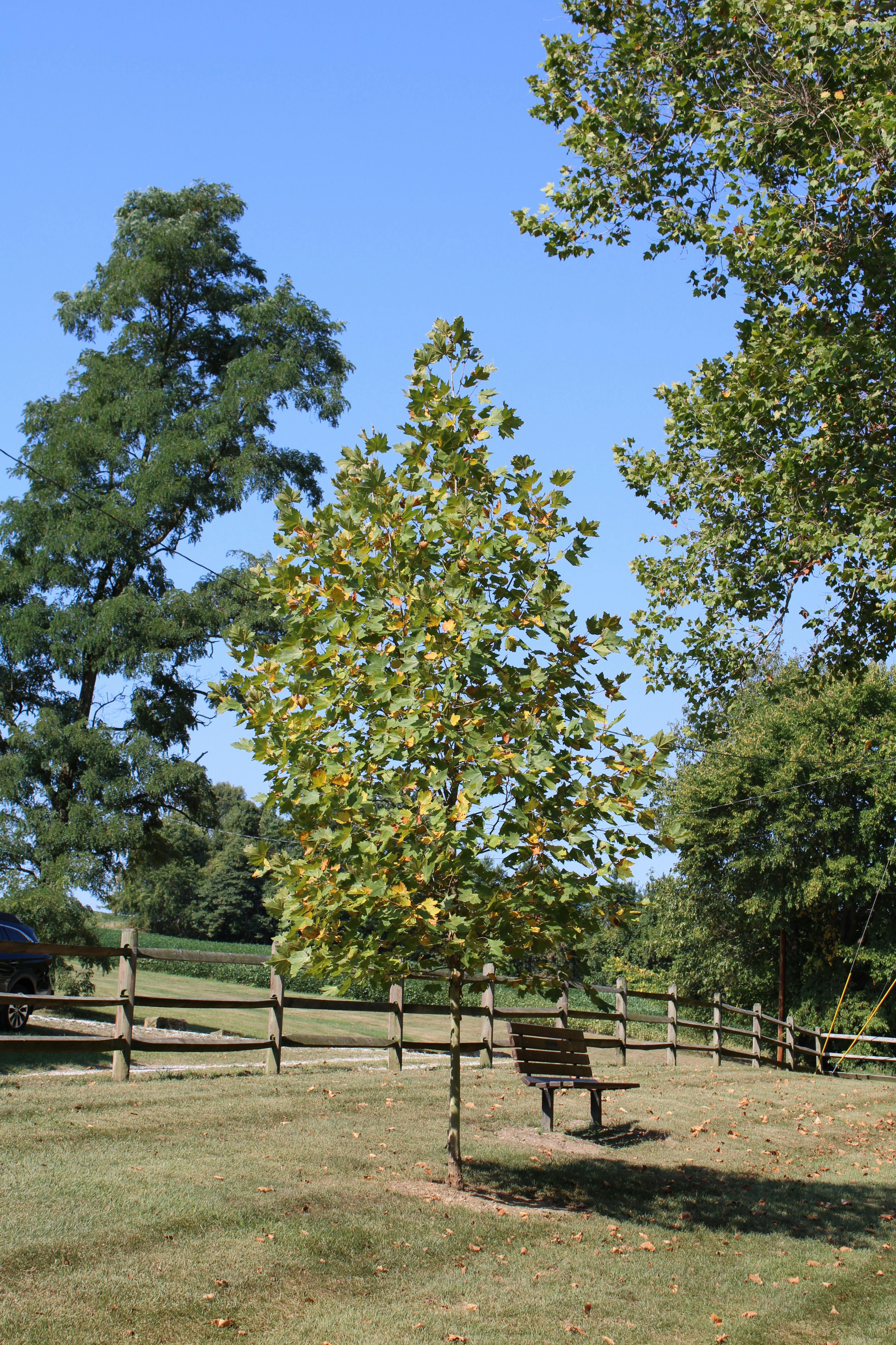 Wooden Bench Next to Tree · Free Stock Photo
