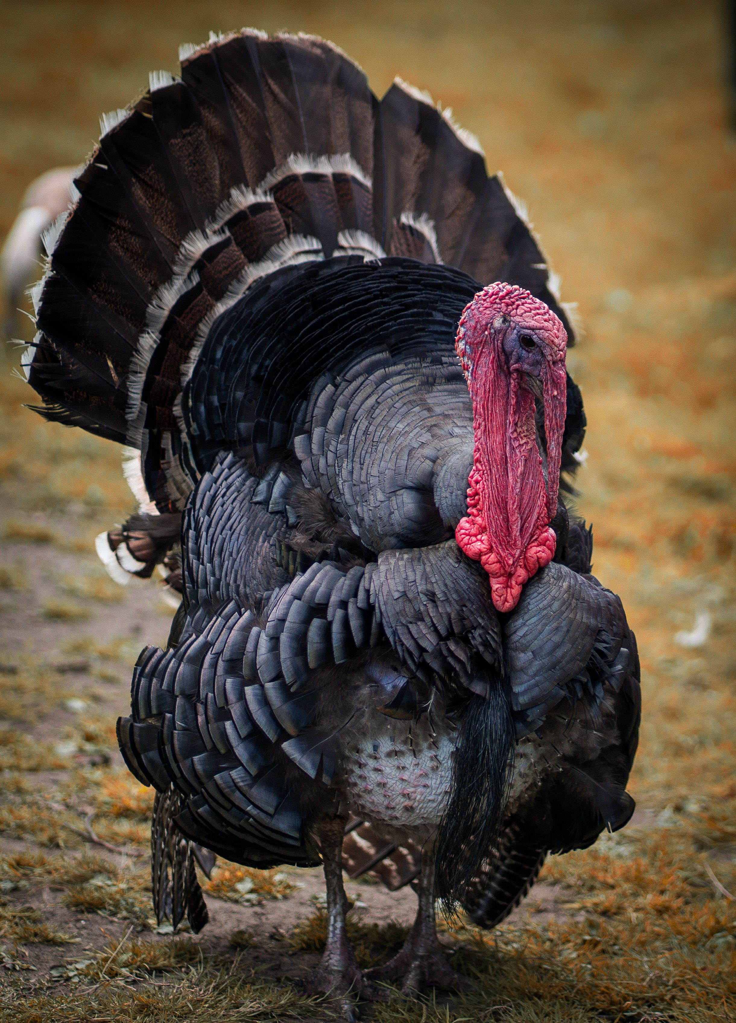 A turkey with a red beak and a black head · Free Stock Photo