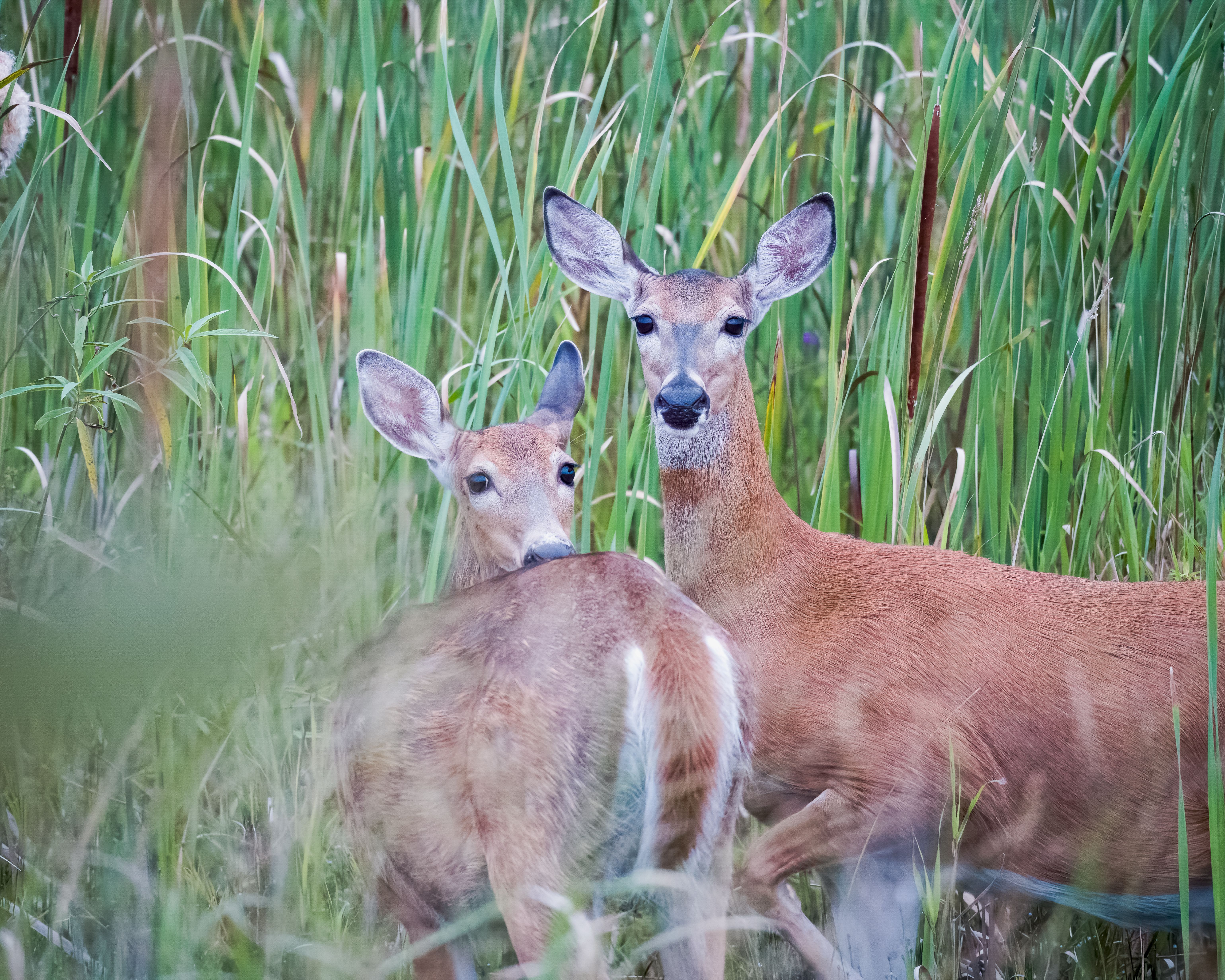 Two deer are standing in tall grass · Free Stock Photo