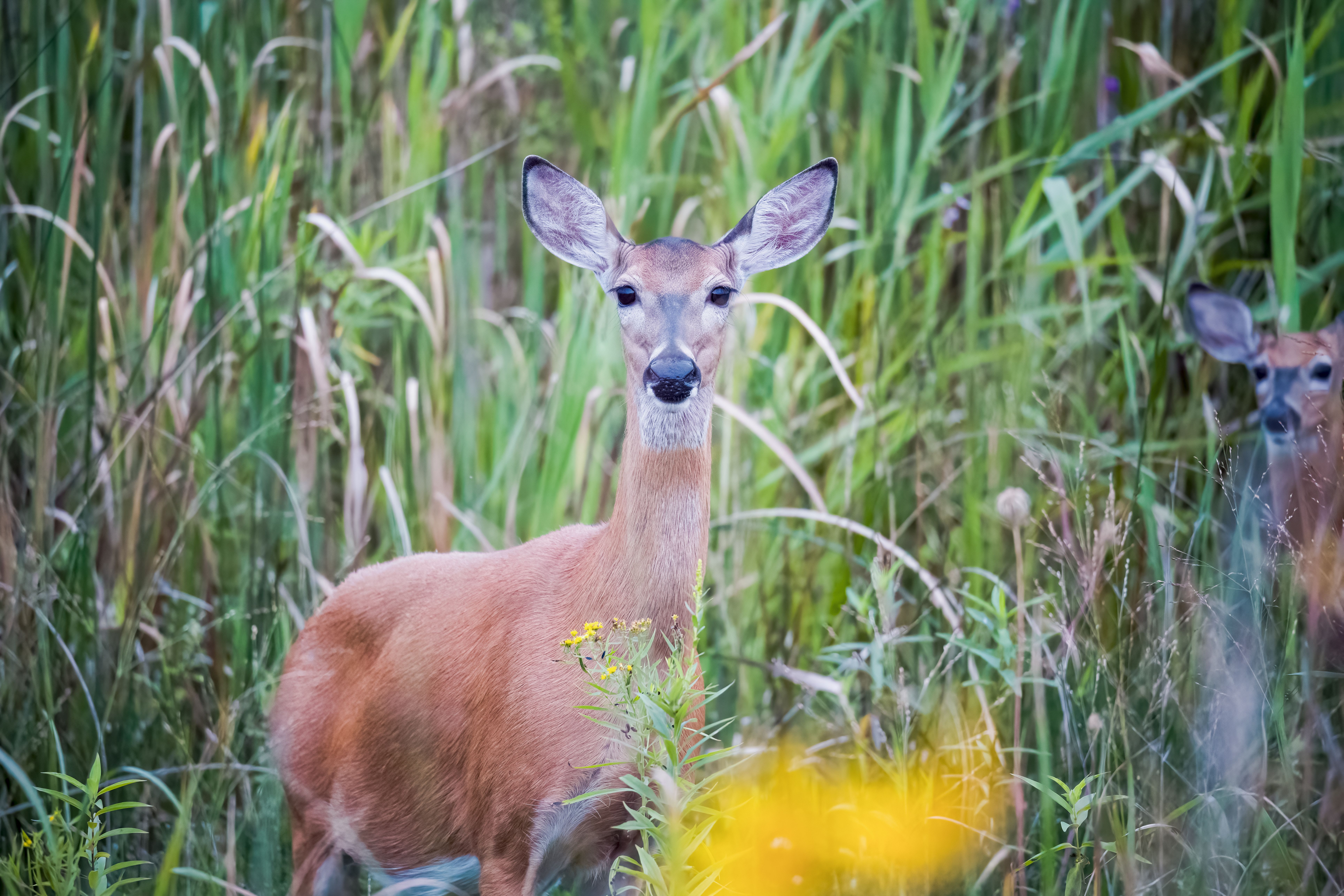A deer is standing in tall grass with some yellow flowers · Free Stock ...