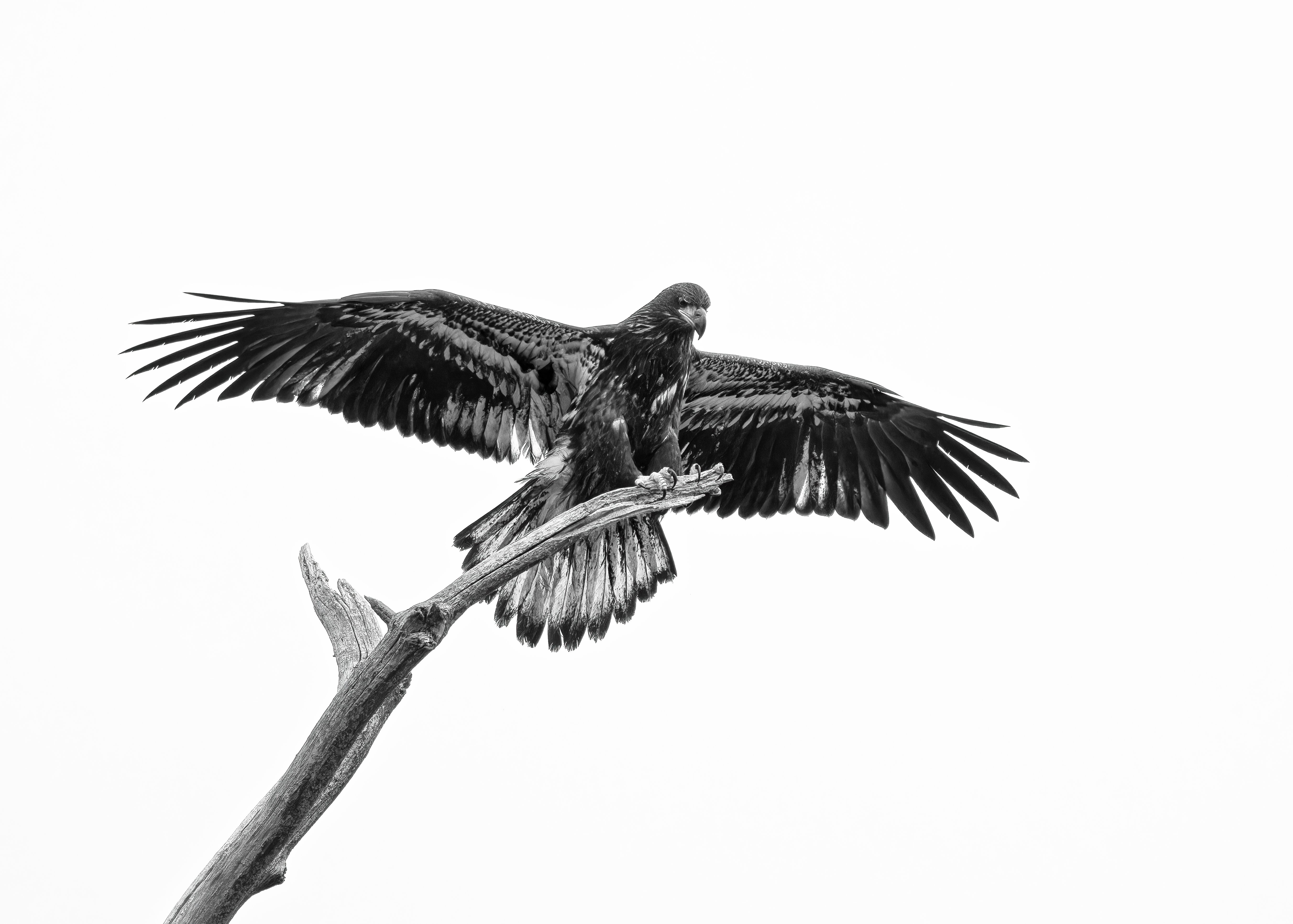 Perched Eagles With Spread Wings Photos, Download The BEST Free Perched ...