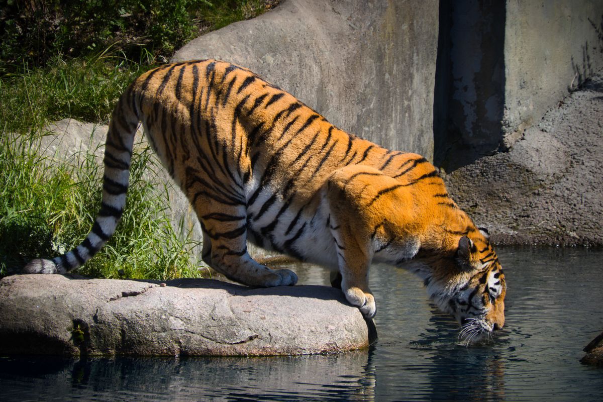Animal Drinking Water Photos, Download The BEST Free Animal Drinking ...