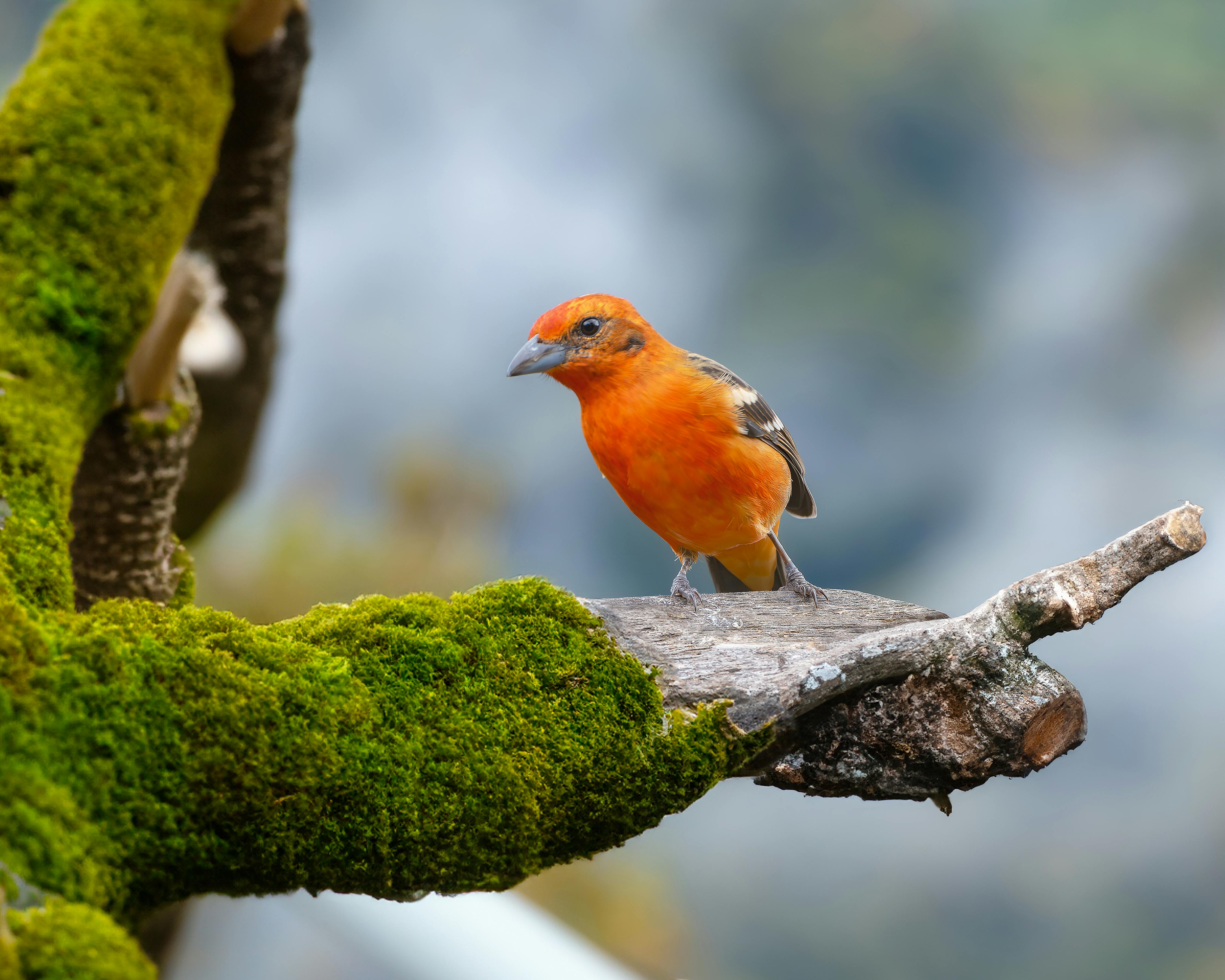 Foto de stock gratuita sobre @al aire libre, al aire libre, alas ...