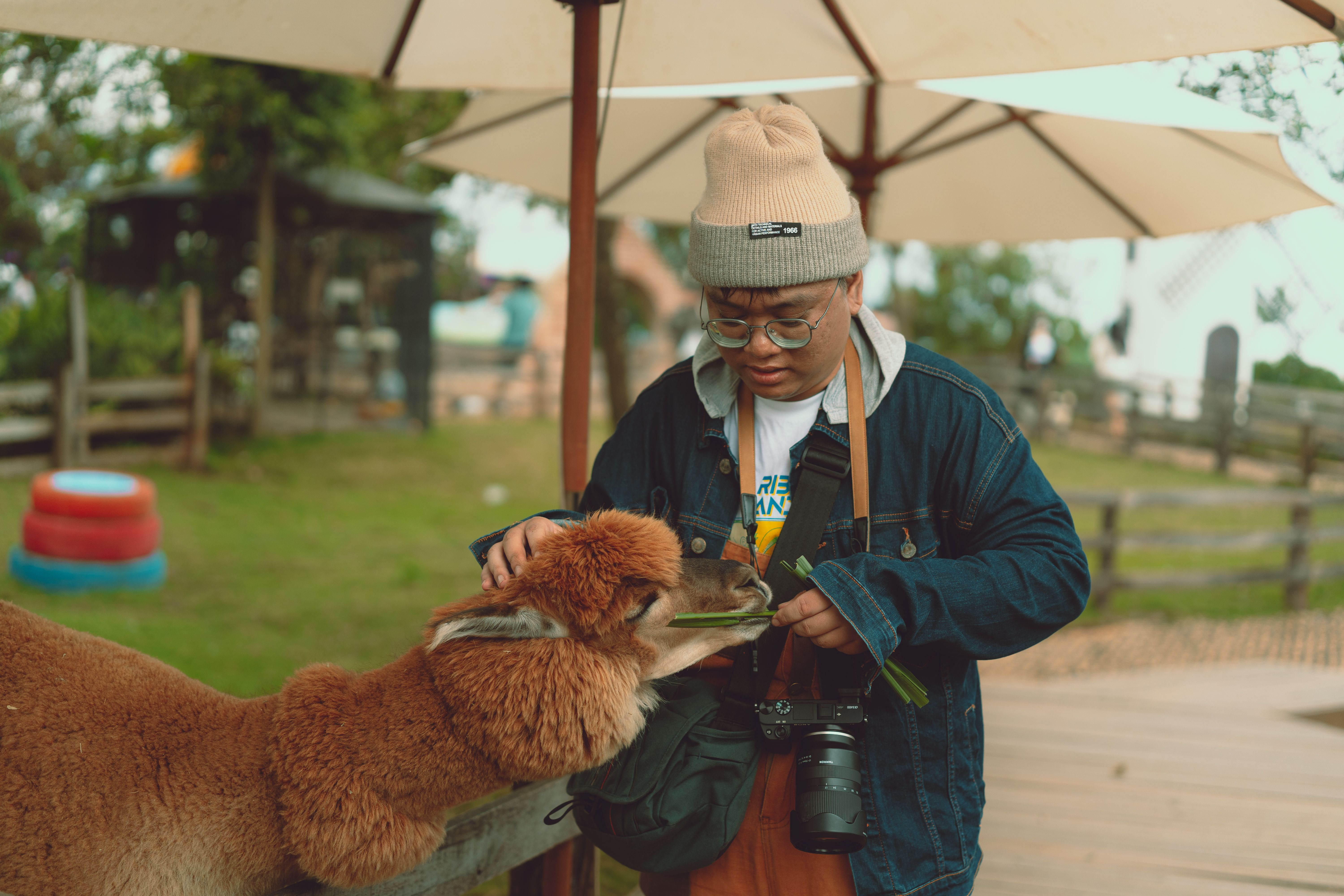 A man feeding a llama with a hat on · Free Stock Photo