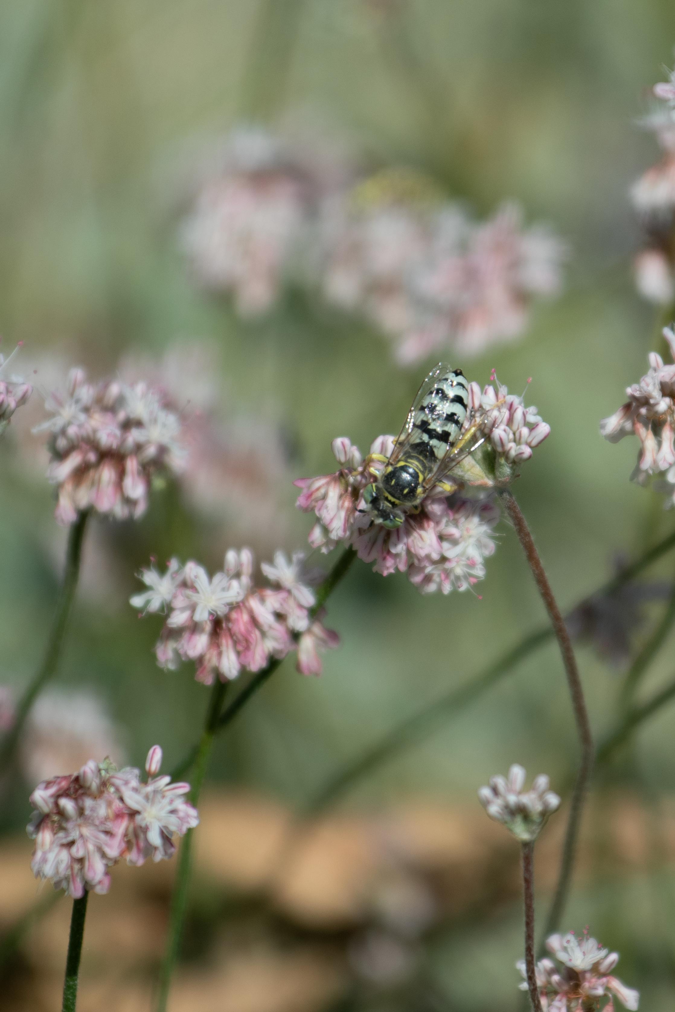 Flower & bee background · Free Stock Photo
