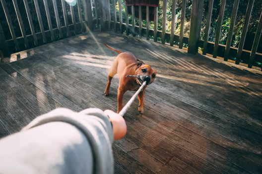 Cocker Rage Syndrome in Dogs: Causes & Treatment Options