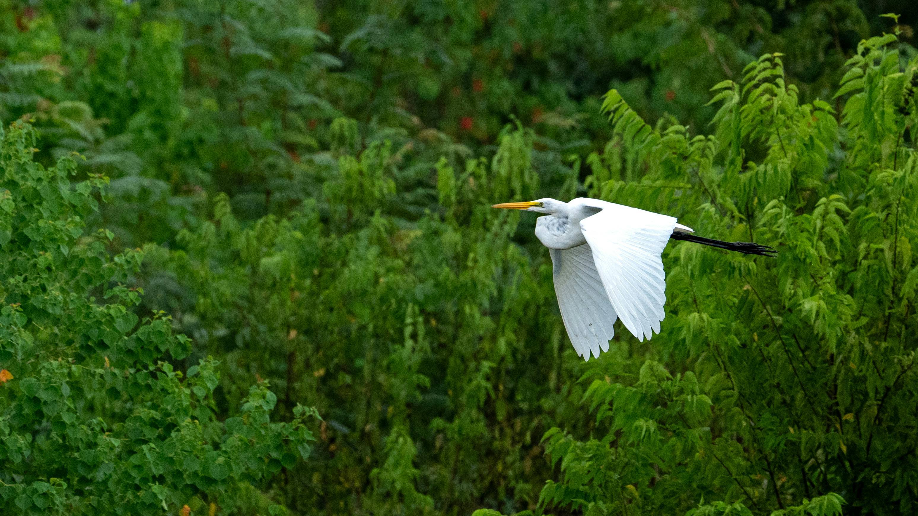 A white bird flying over green trees and bushes · Free Stock Photo