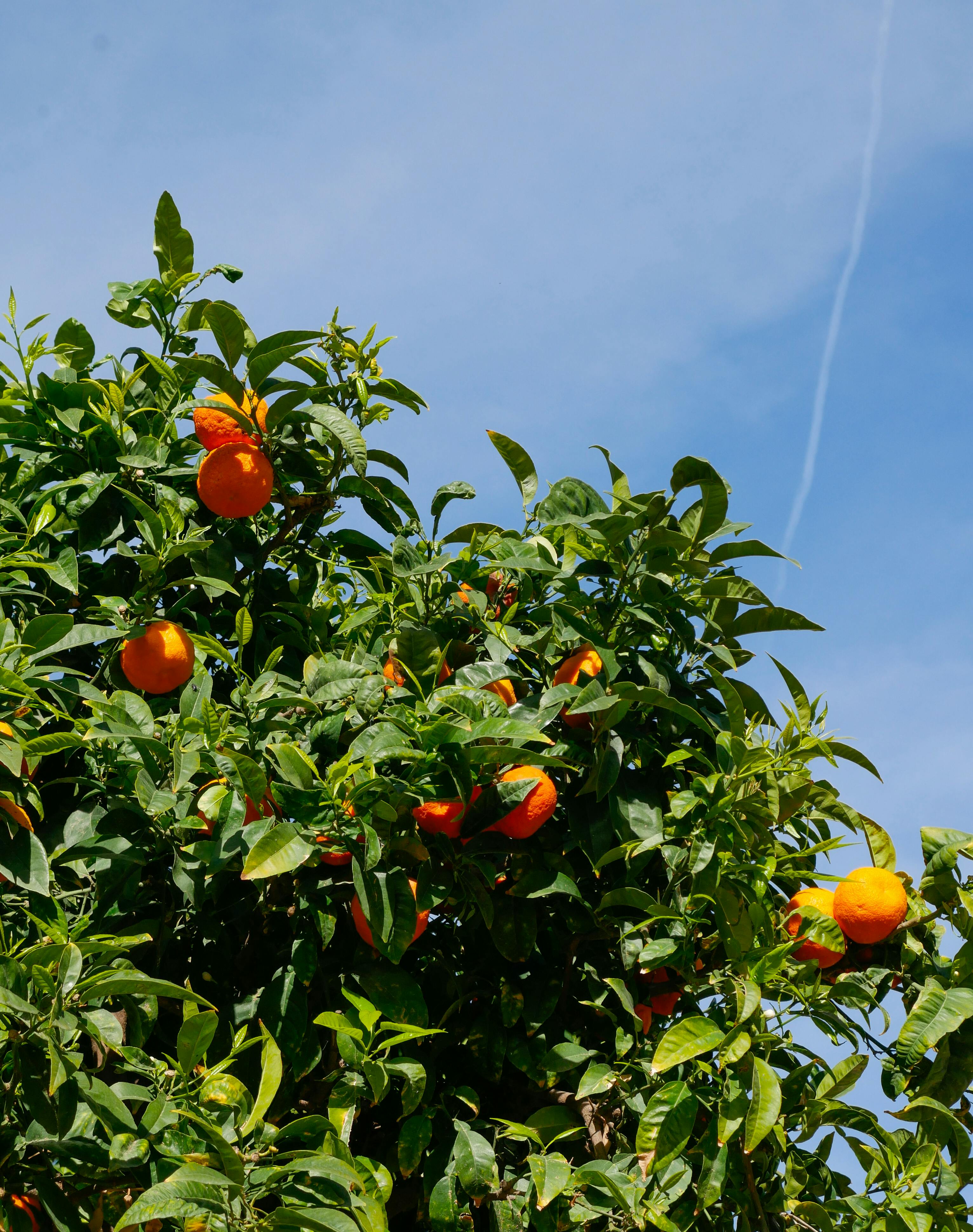 Green Persimmon Tree with Fruits · Free Stock Photo