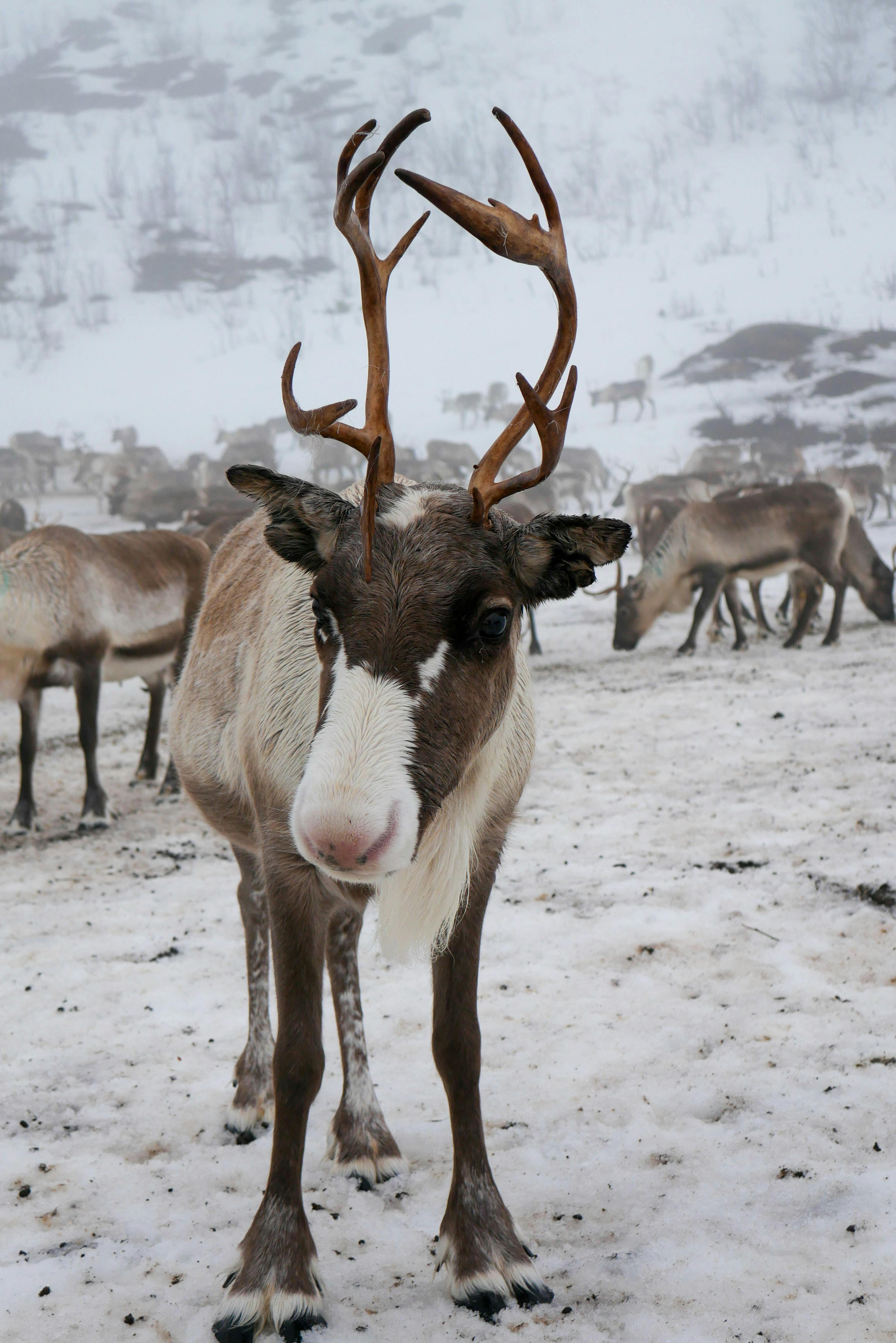 Wild reindeer walking in winter forest · Free Stock Photo