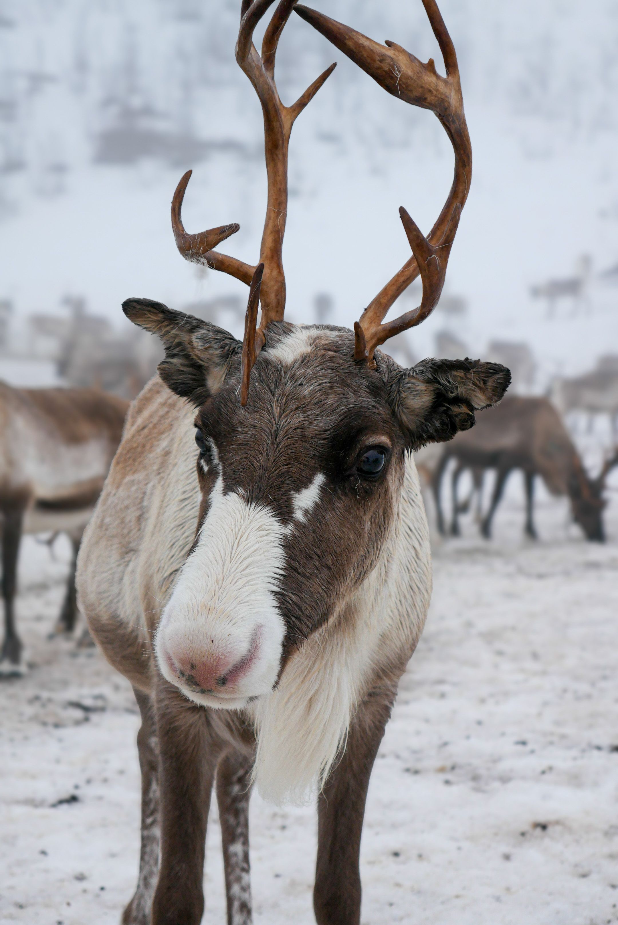 White Reindeer on Rocky Hills · Free Stock Photo