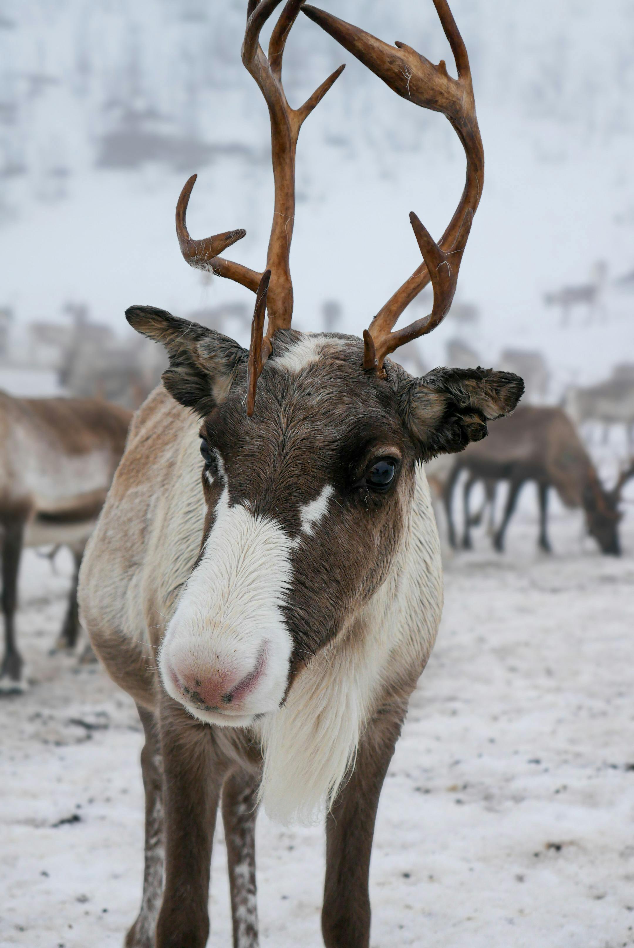 Rein Deer In The Sami Photos, Download The BEST Free Rein Deer In The ...