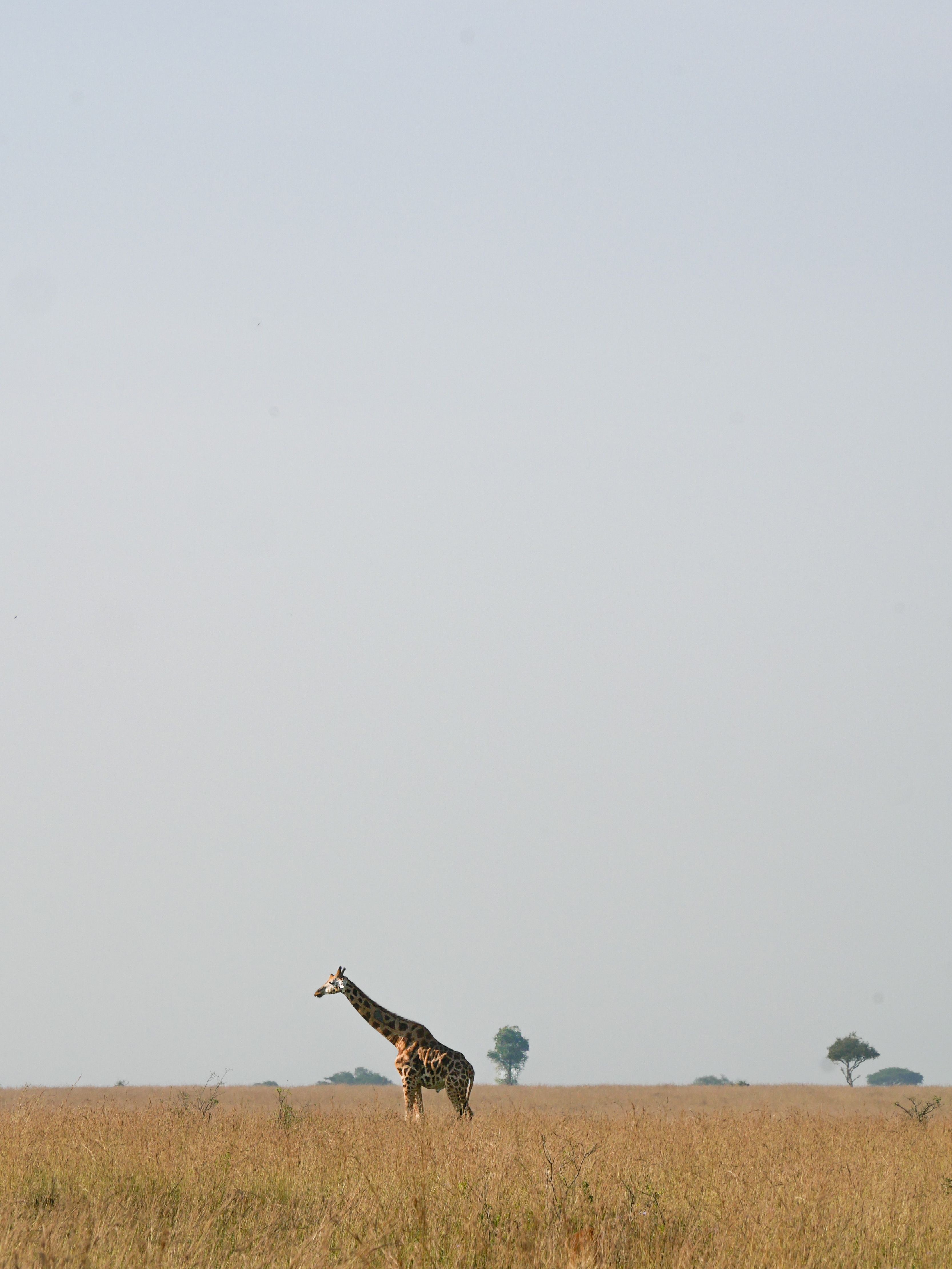 Person Feeding Giraffe · Free Stock Photo