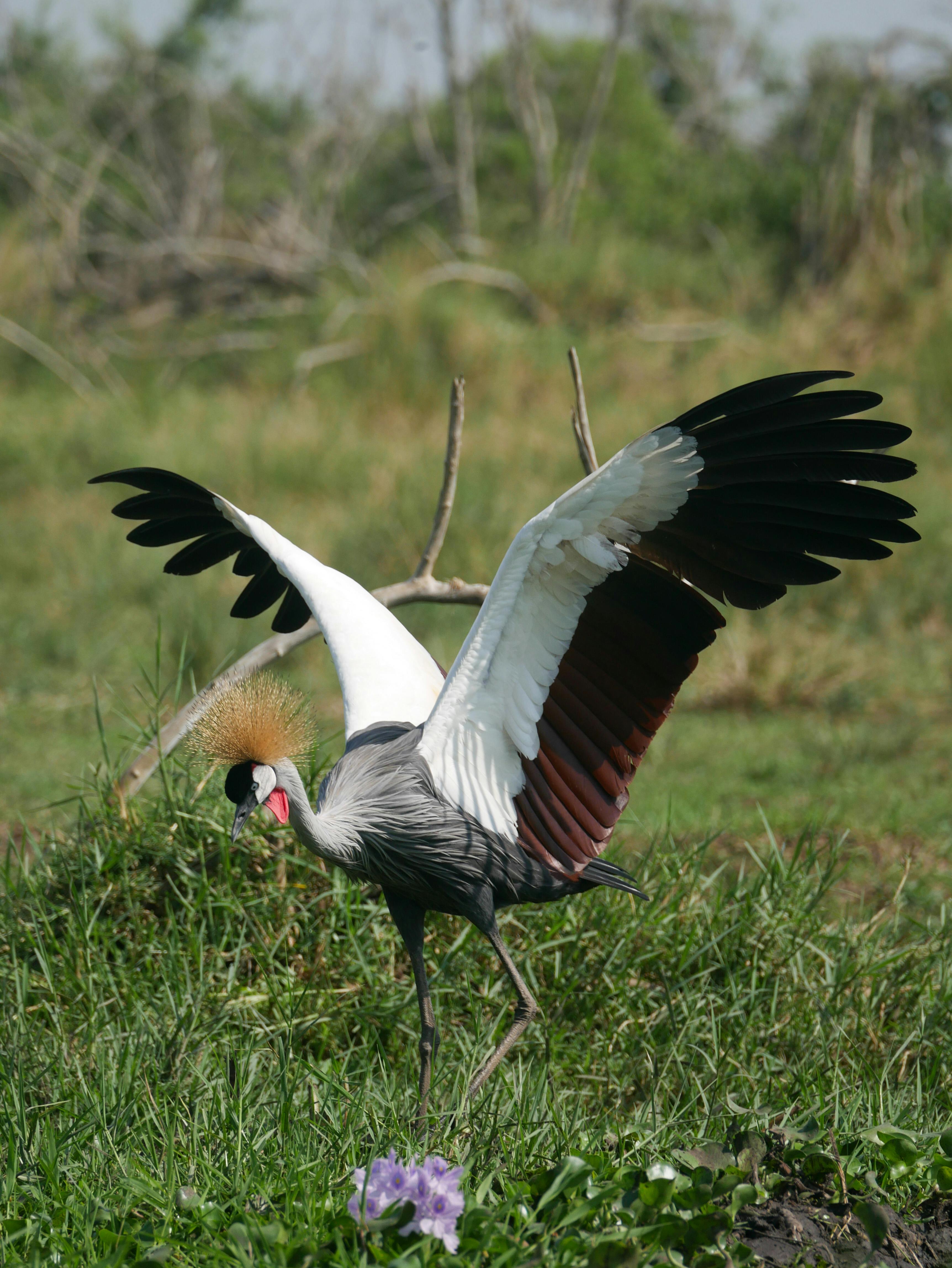 Graceful Balearica regulorum with crown on head looking away in ...
