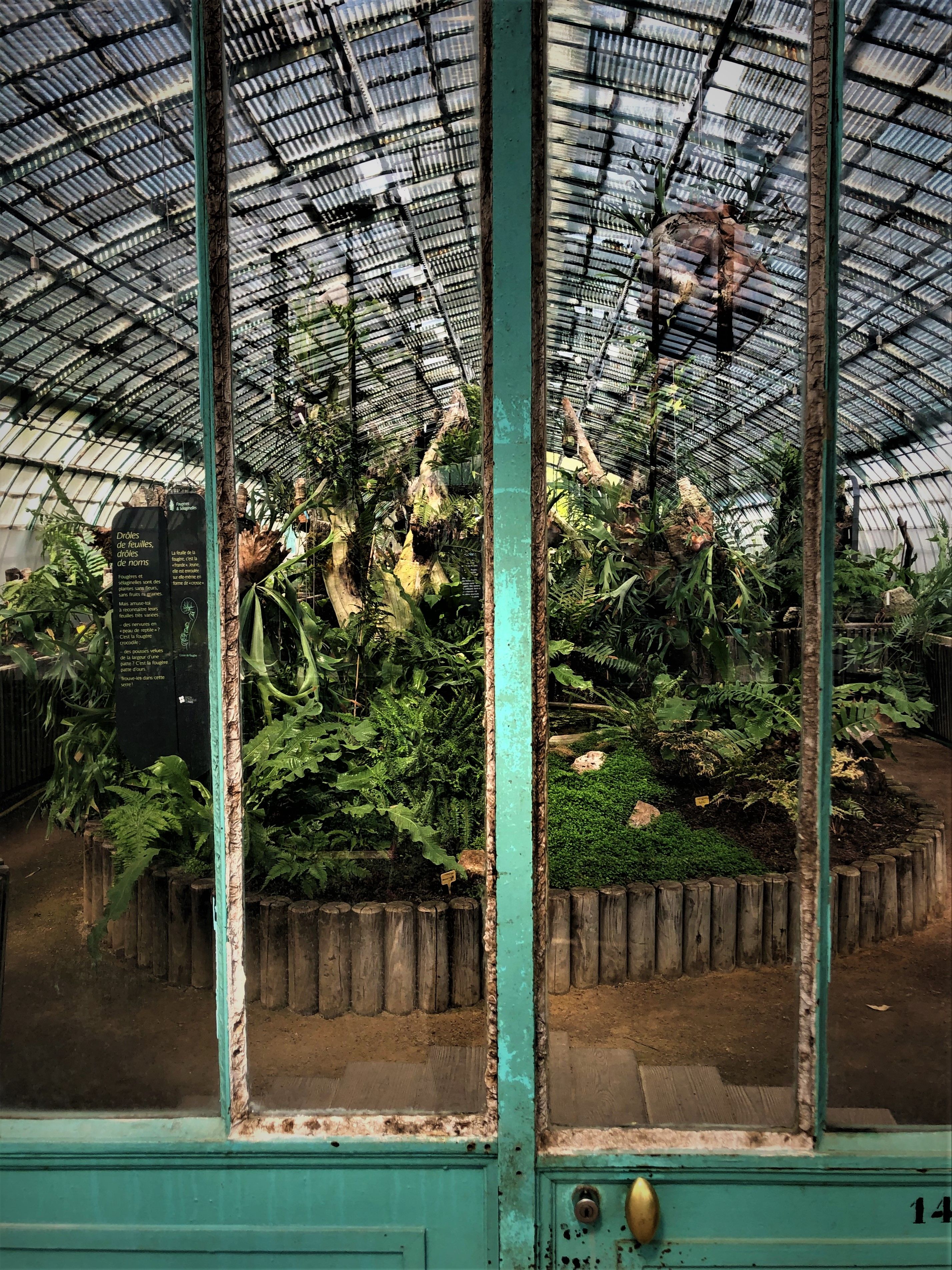 Green Fern Plants in Greenhouse · Free Stock Photo