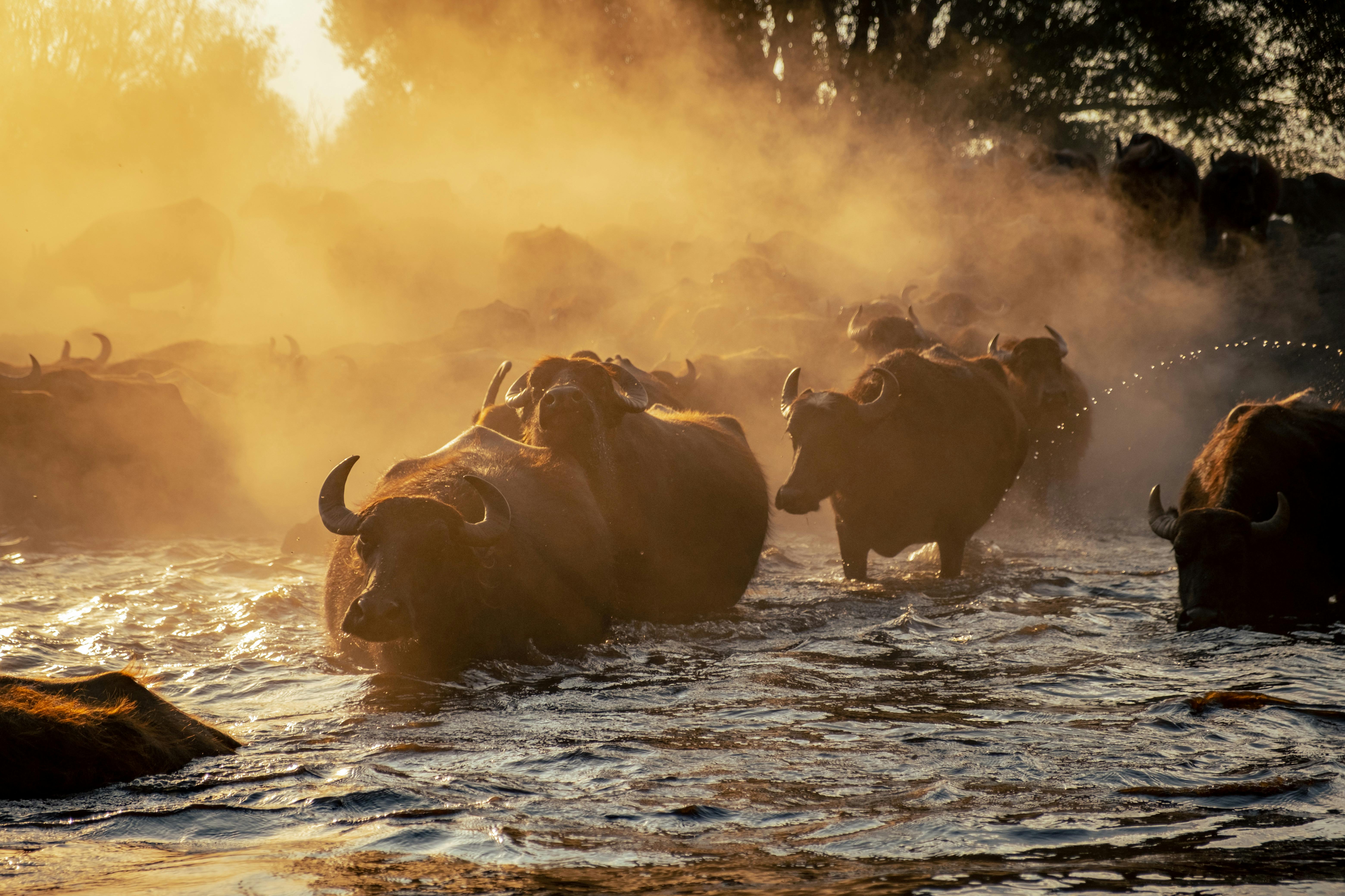 A herd of cattle in the water with smoke · Free Stock Photo