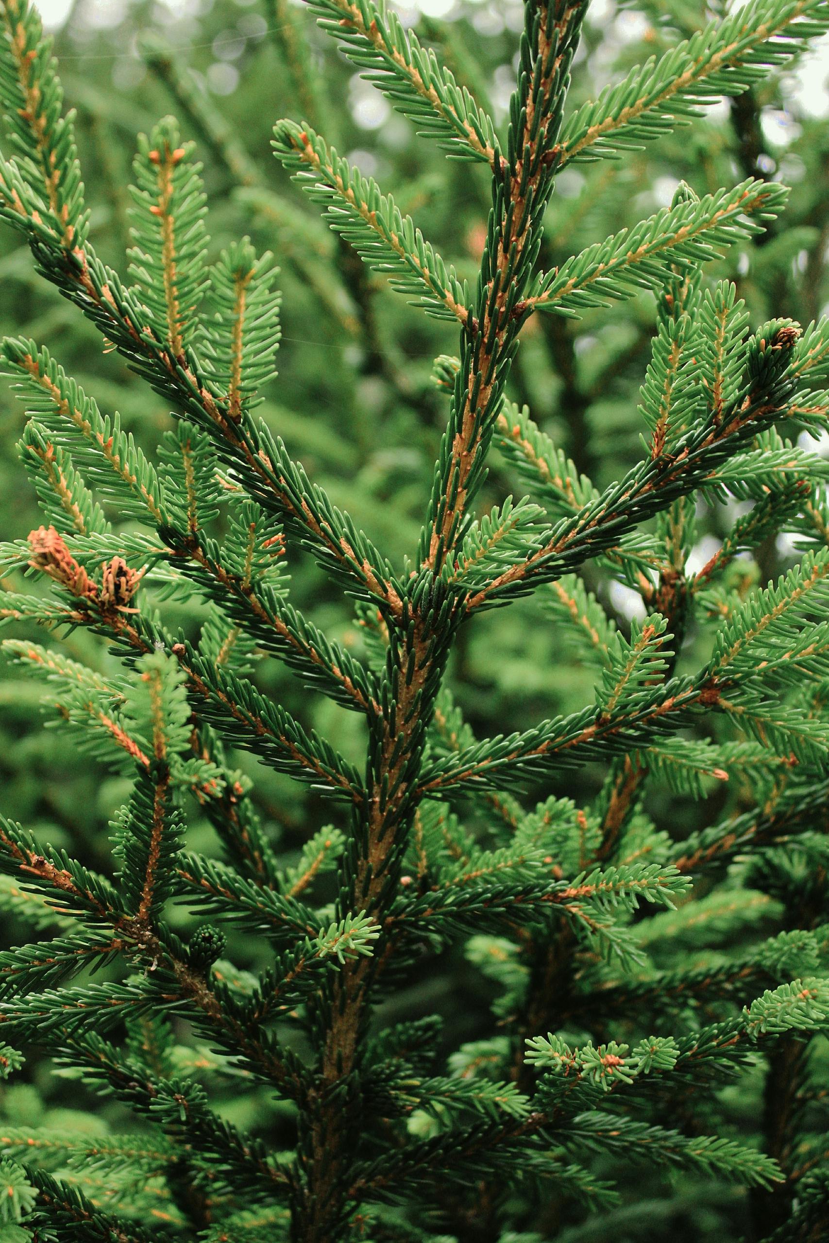 Pine Tree Leaves · Free Stock Photo