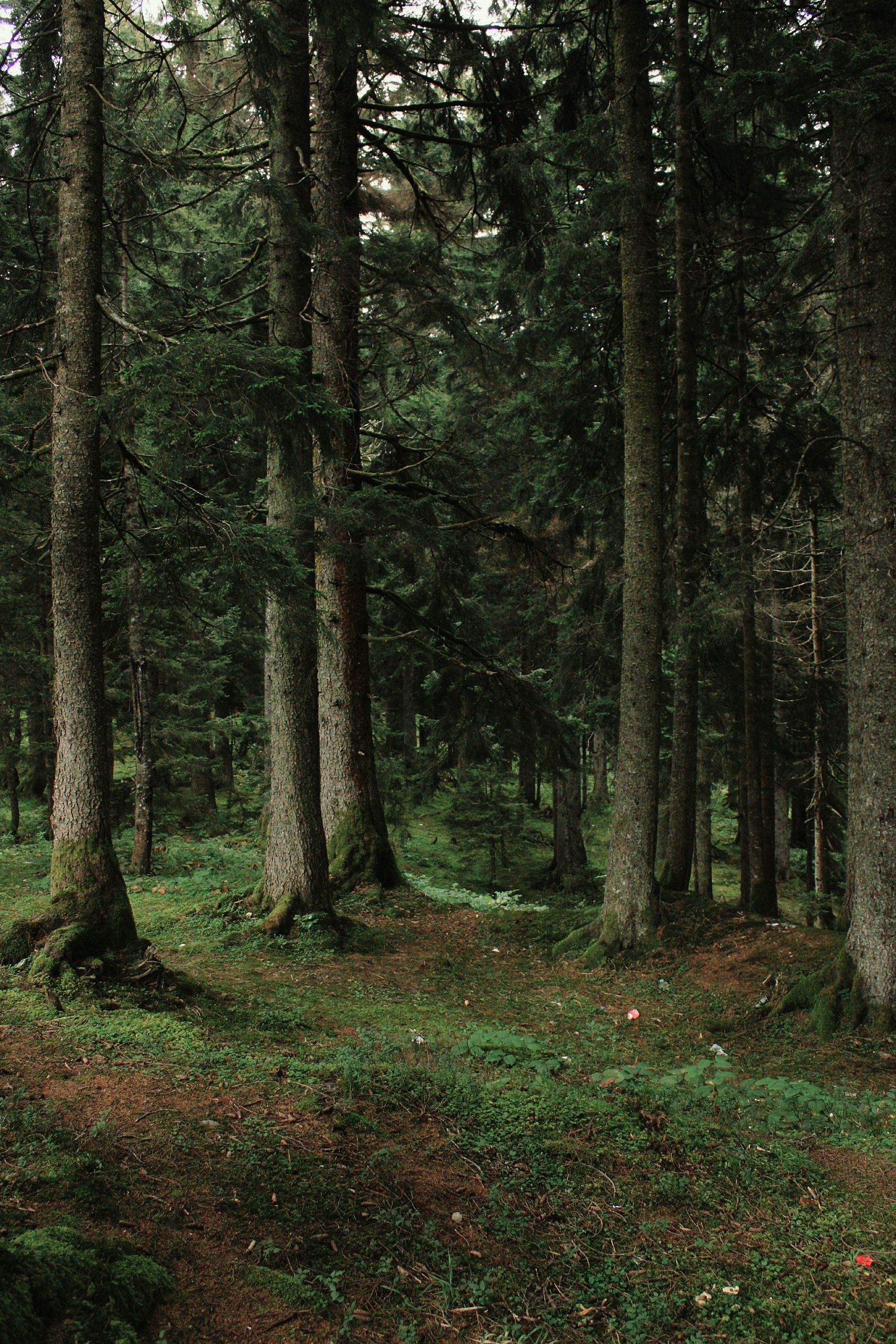 A forest with many trees and grass · Free Stock Photo
