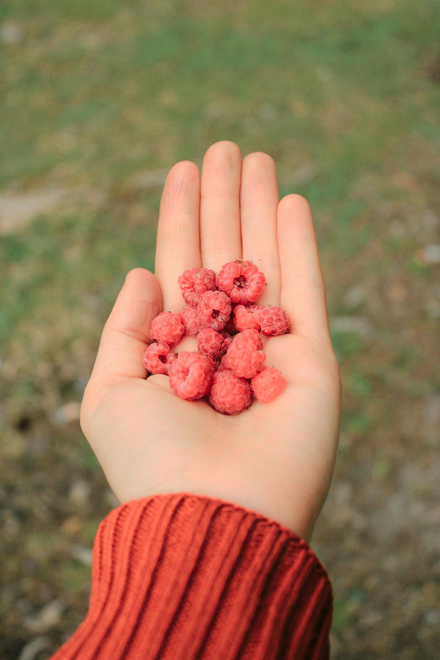 A person holding a handful of raspberries · Free Stock Photo