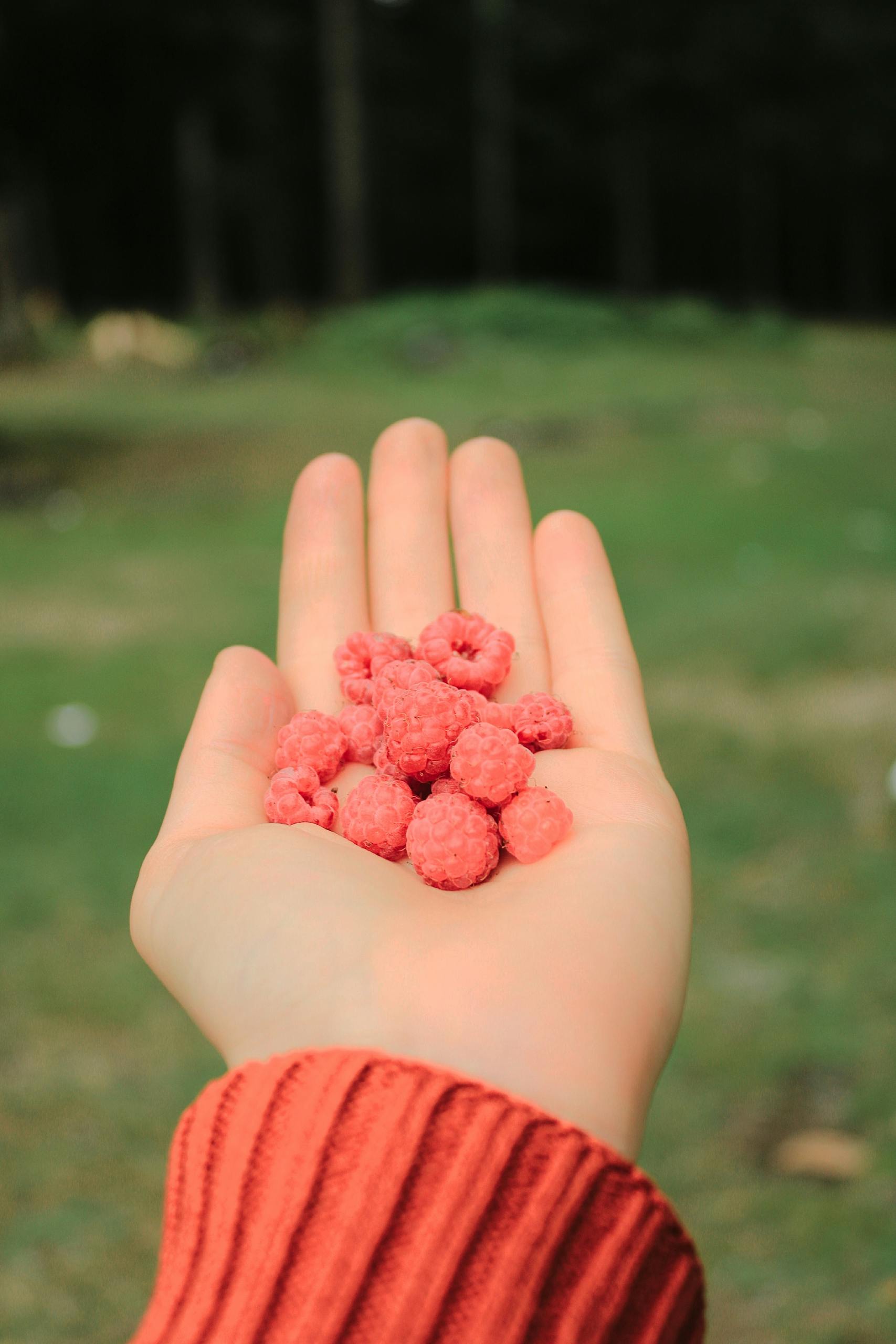 A person holding a handful of raspberries · Free Stock Photo