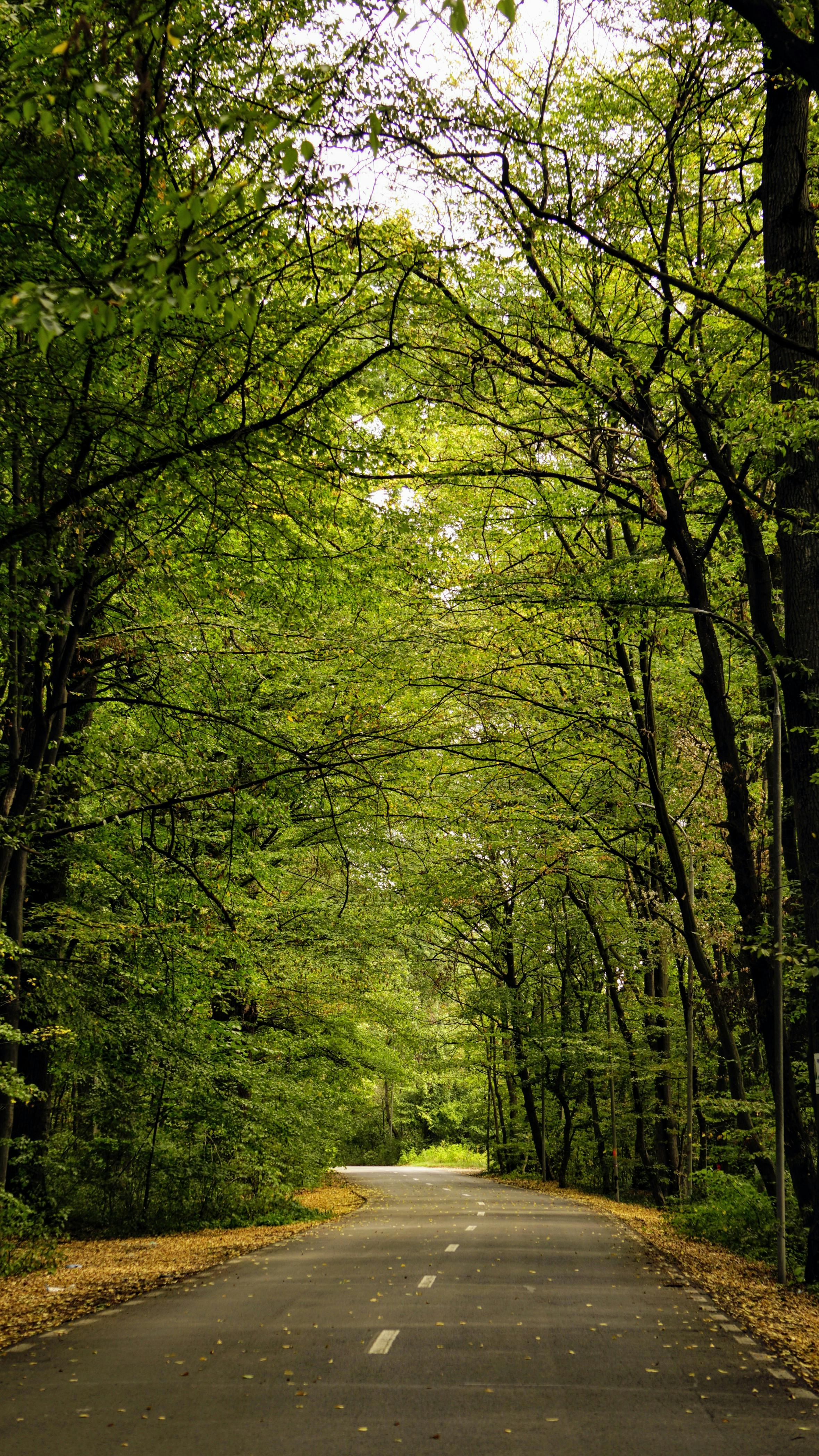 A road in the woods with trees on both sides · Free Stock Photo