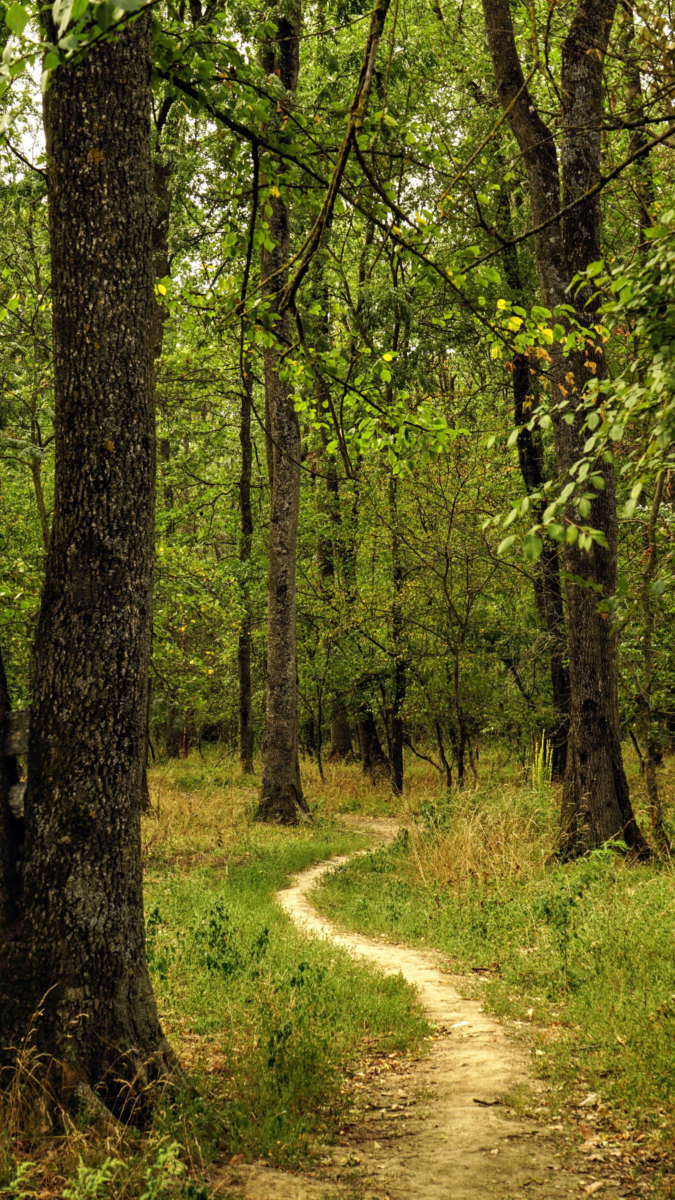 A trail through the woods with trees and grass · Free Stock Photo