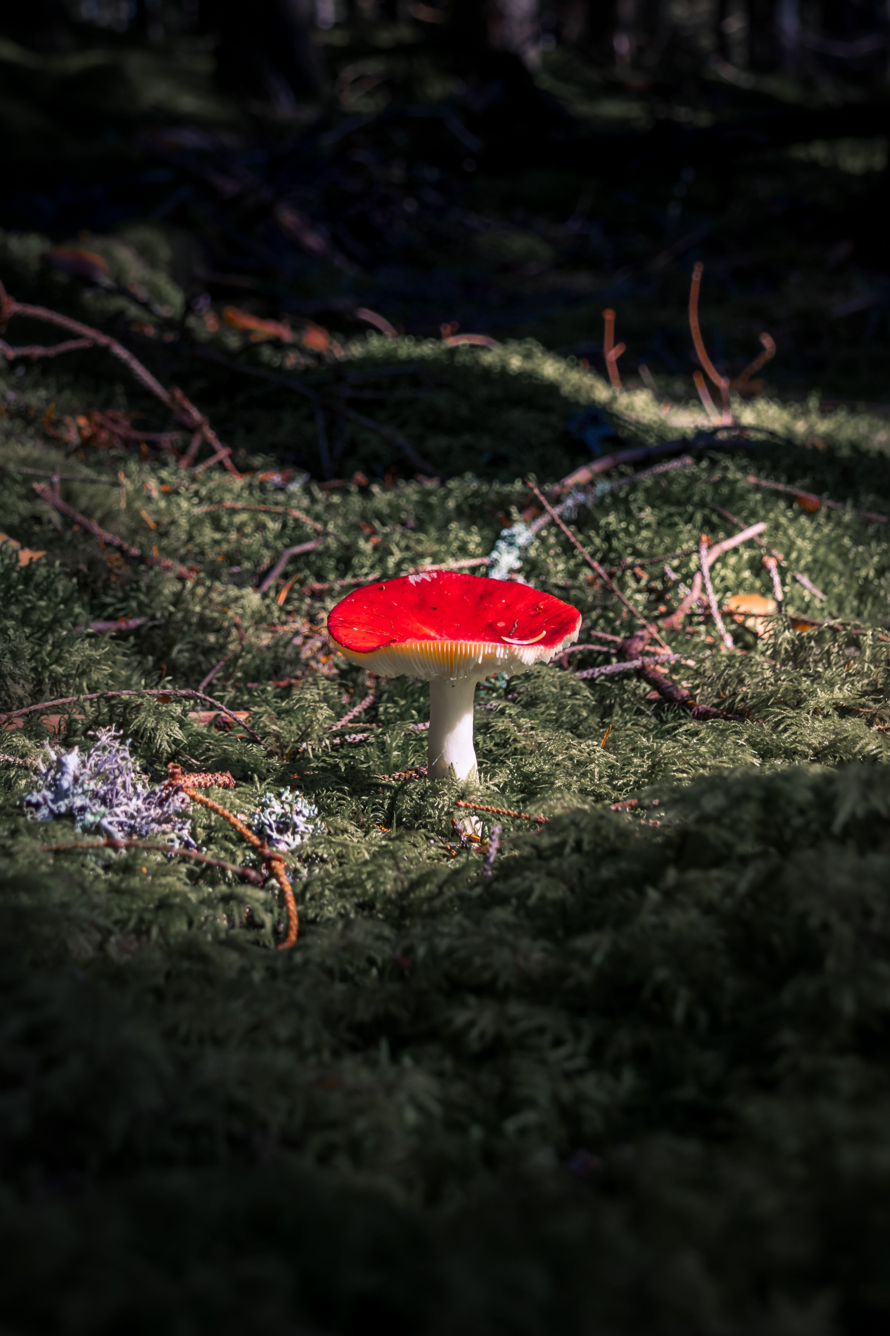 Mushrooms in Close Up Photography · Free Stock Photo