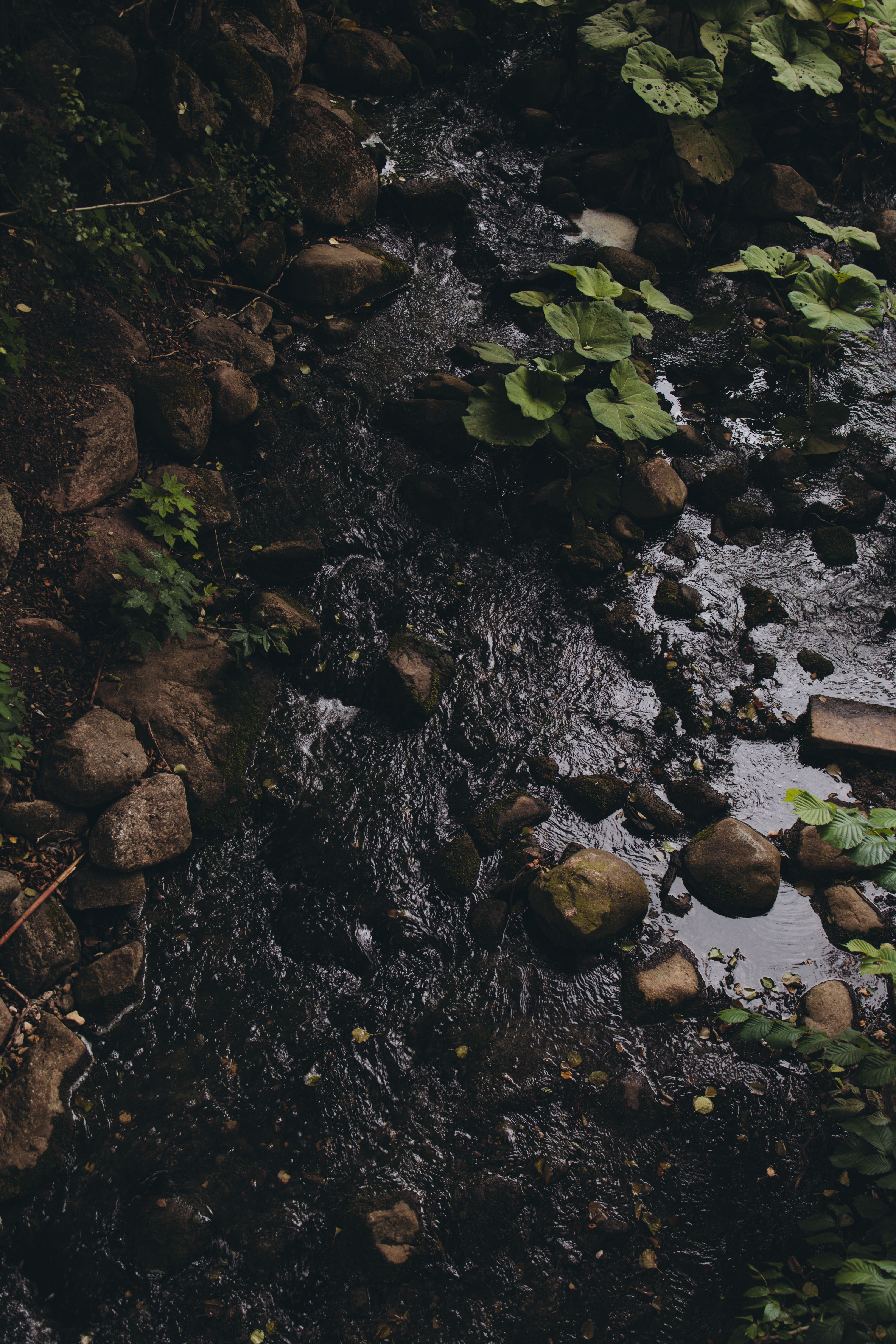 A stream running through a forest with rocks and plants · Free Stock Photo