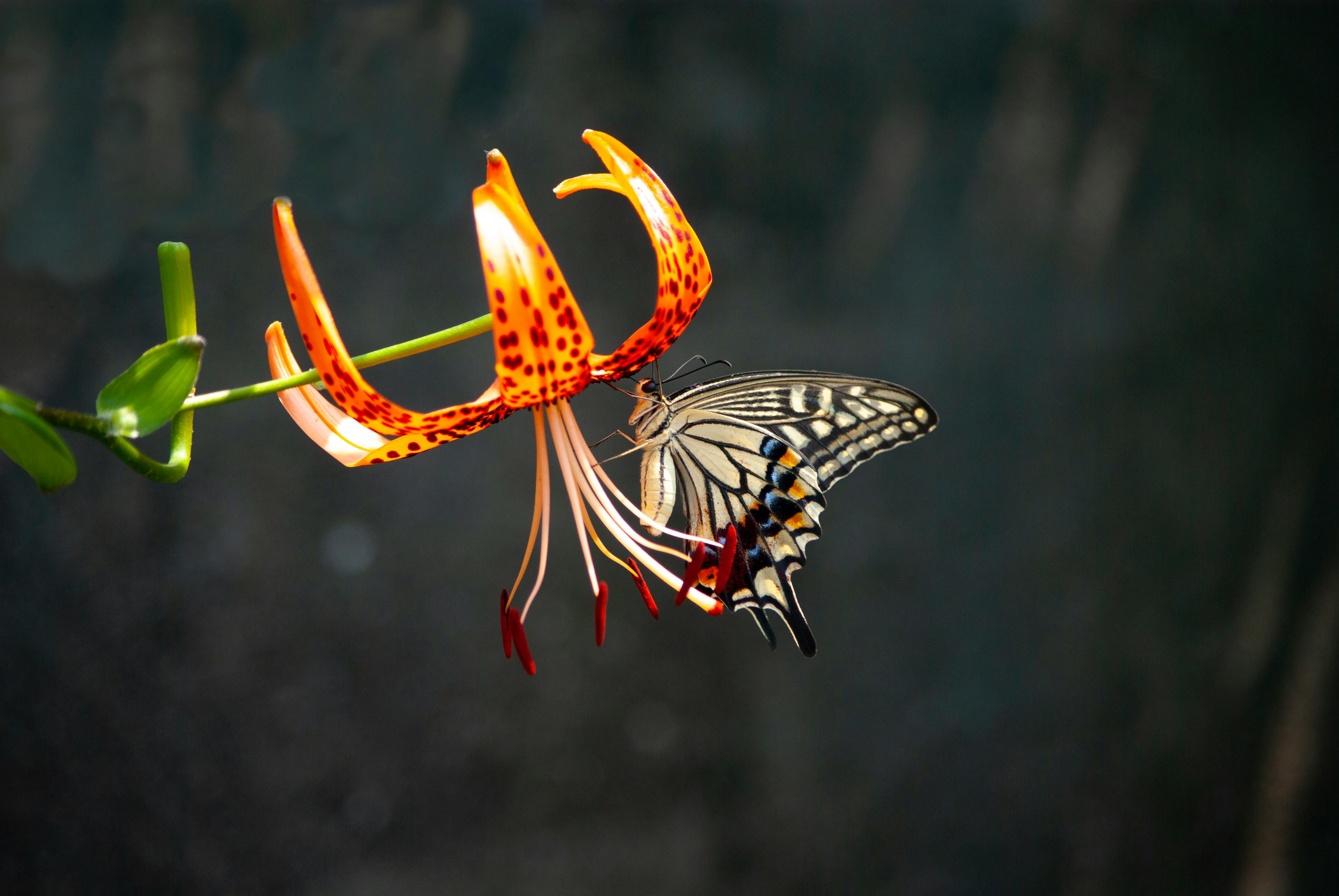 Close-up Photography of a Butterfly · Free Stock Photo