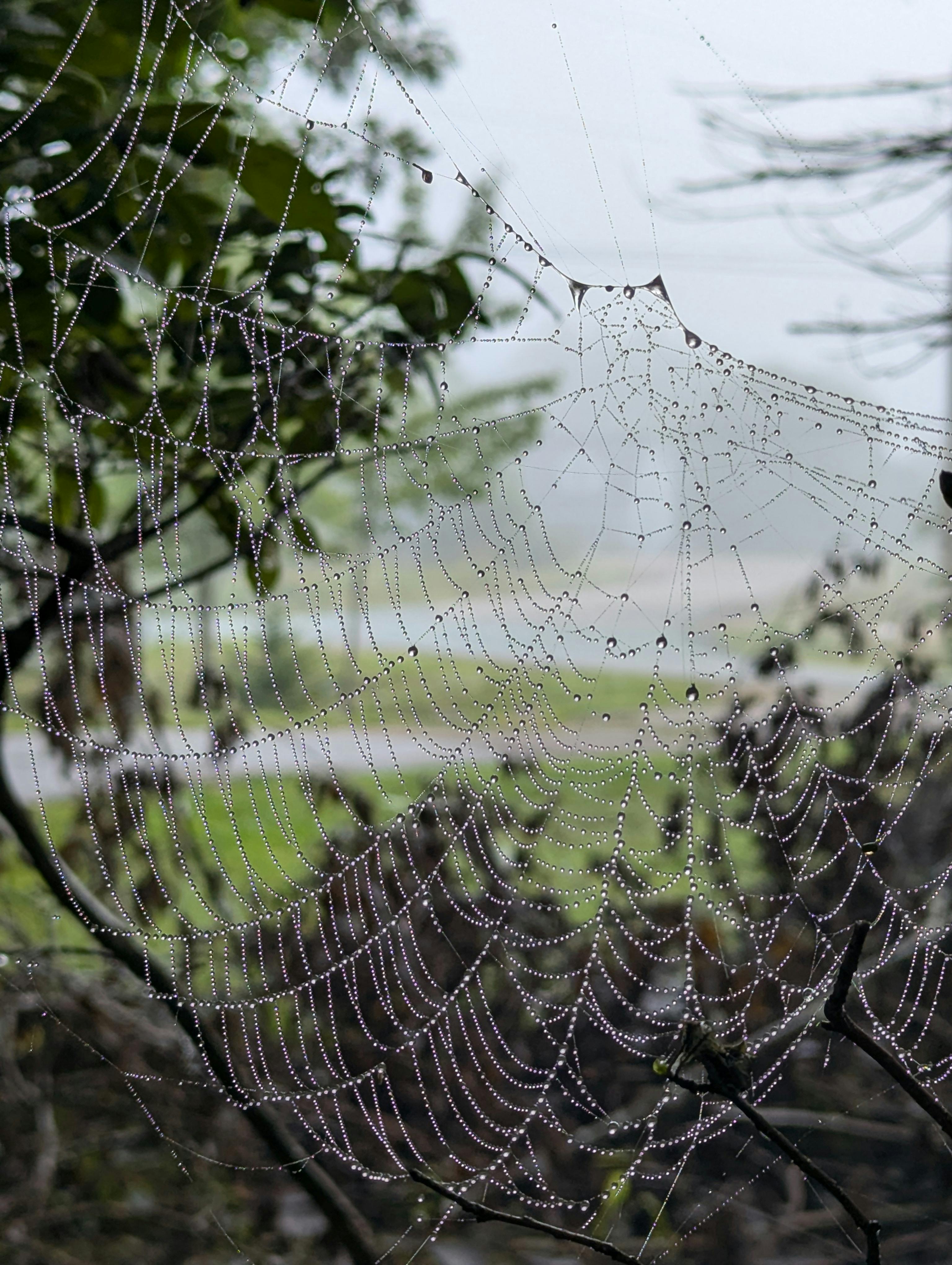 Shallow Focus of Spider Web · Free Stock Photo