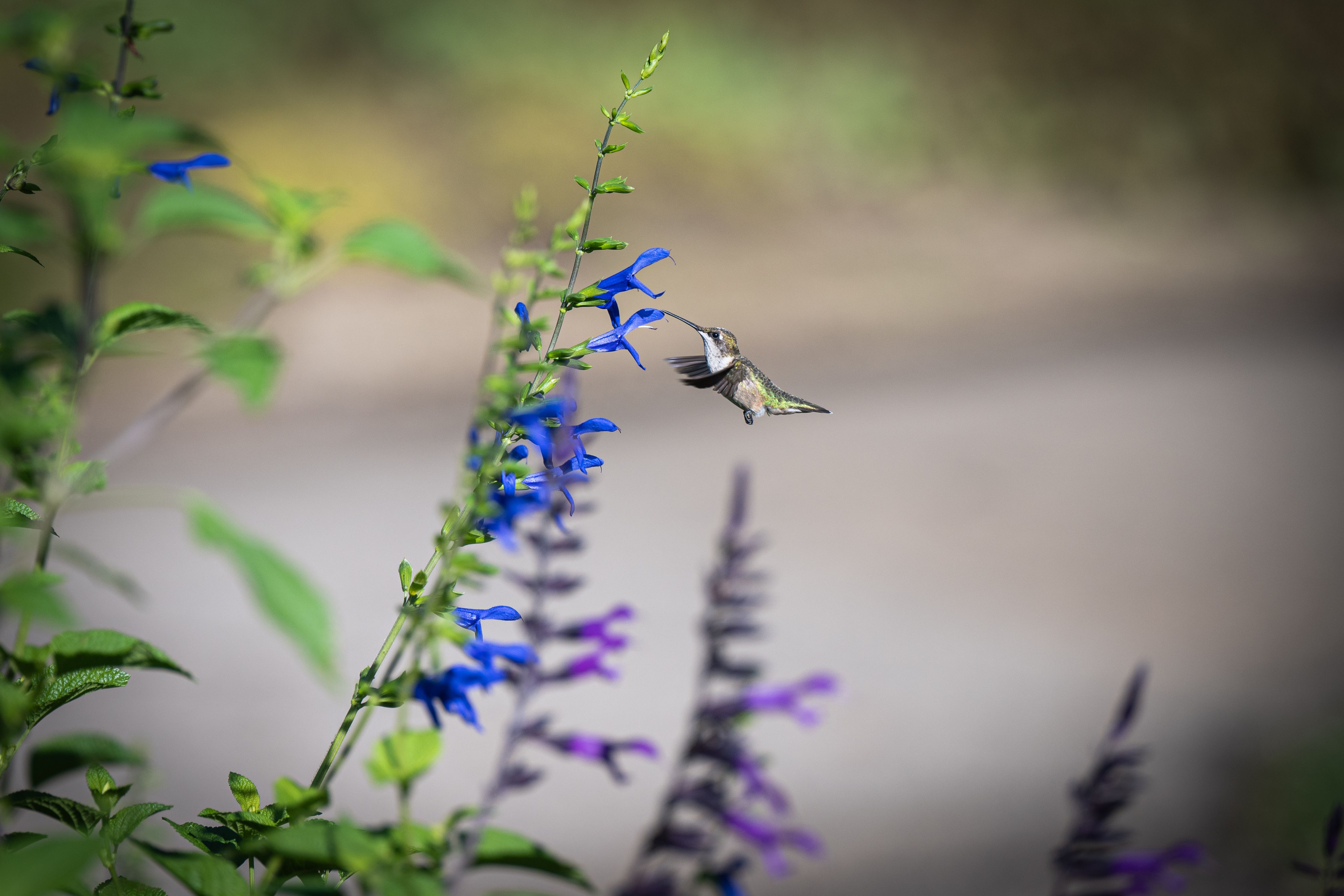 A hummingbird is flying over a flower · Free Stock Photo