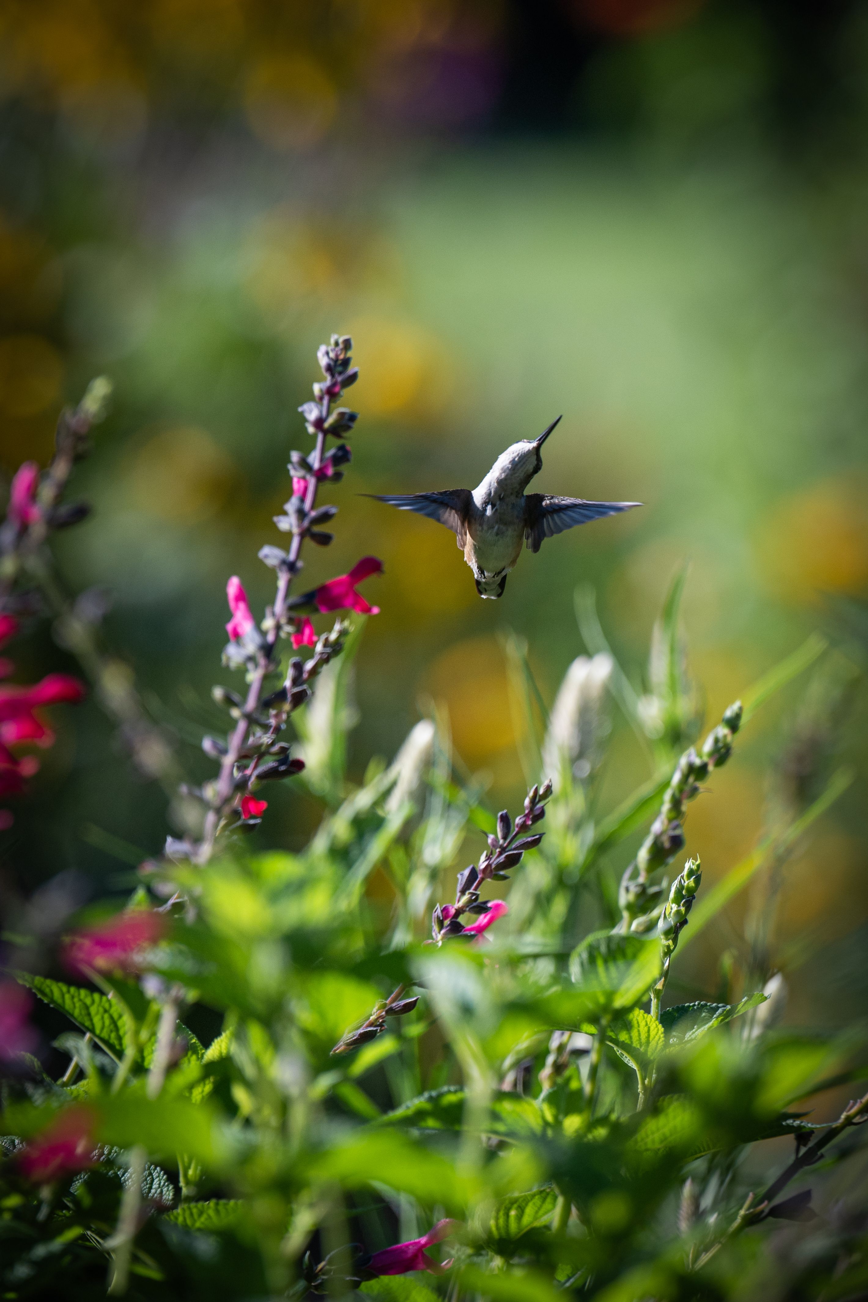 Ruby-throated Humming Bird Flying Near Red Flowers · Free Stock Photo
