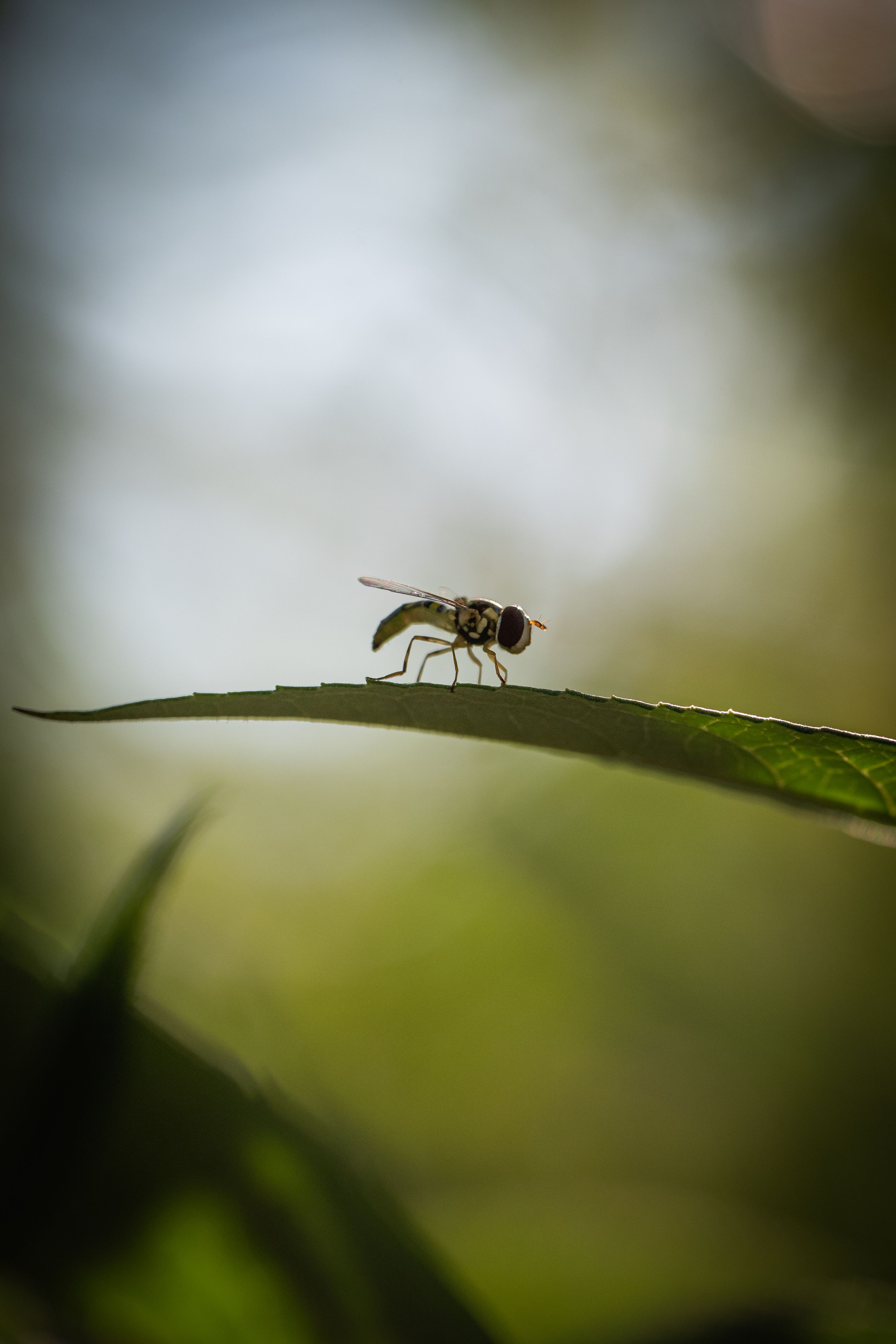 A small insect sitting on top of a leaf · Free Stock Photo
